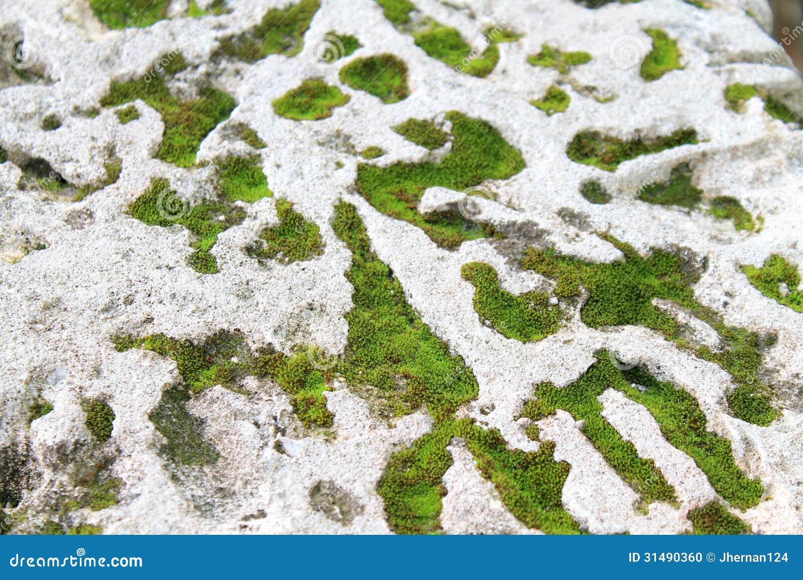 Moss on White Coral Rock Close Up Stock Photo - Image of vegetation ...