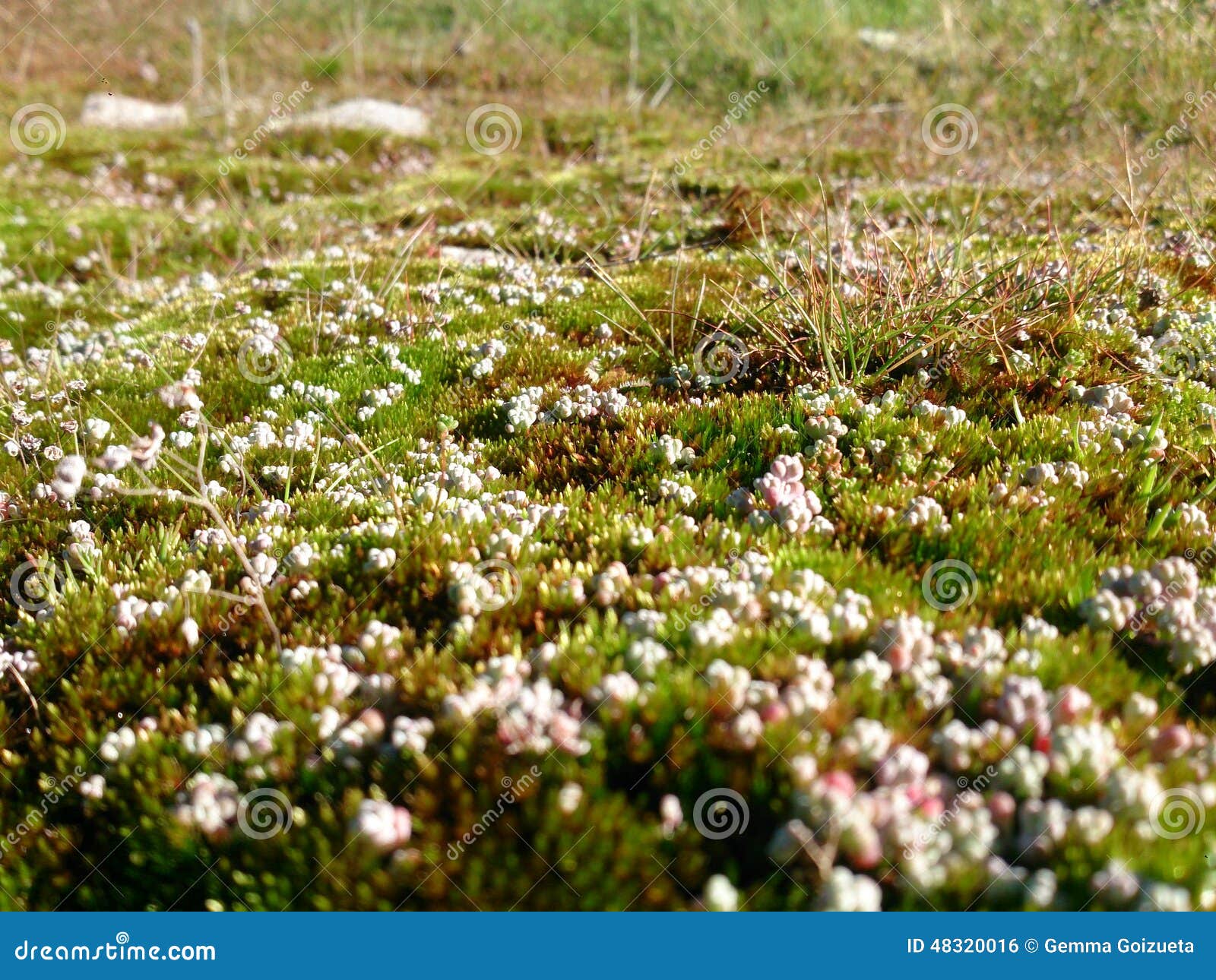 In moss stock photo. Image of woods, green, field, wild - 48320016