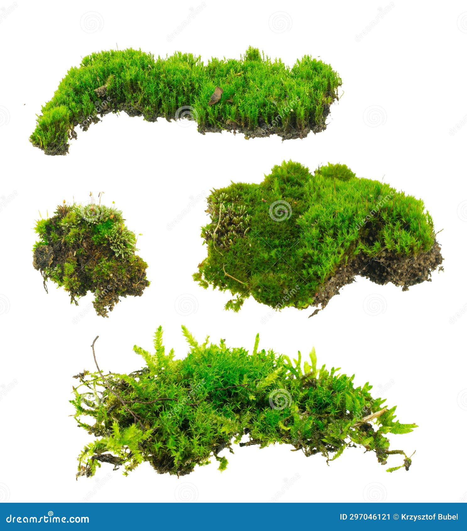 Moss on White Isolated Background Stock Image - Image of green, field ...