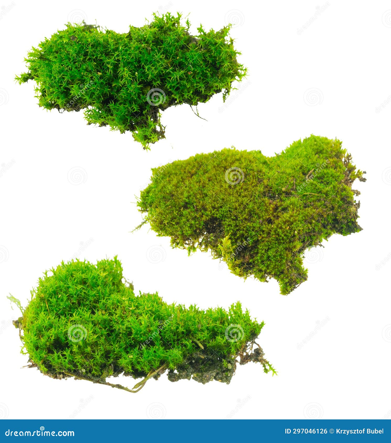 Moss on White Isolated Background Stock Photo - Image of nature ...