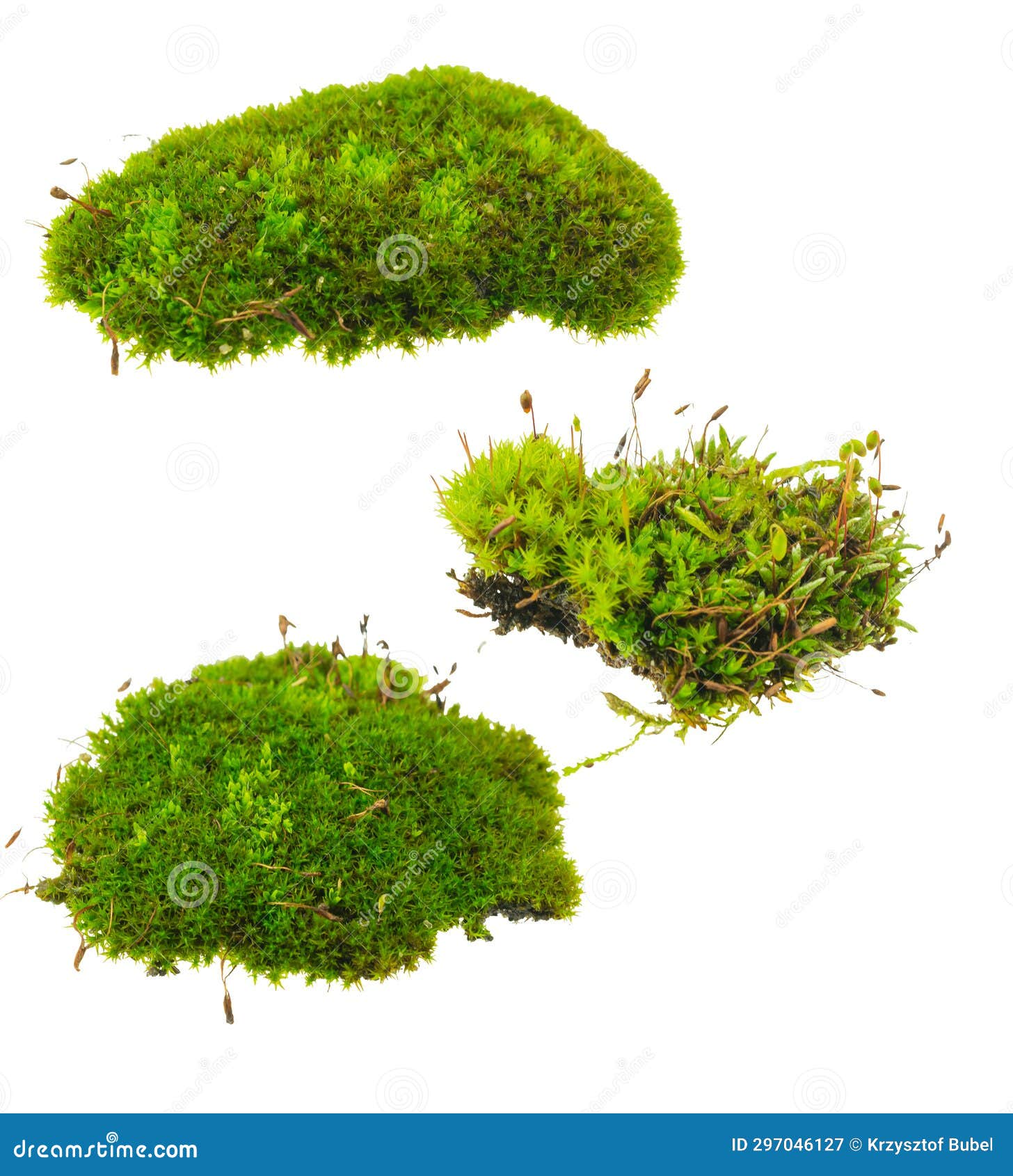 Moss on White Isolated Background Stock Image - Image of grow, isolated ...