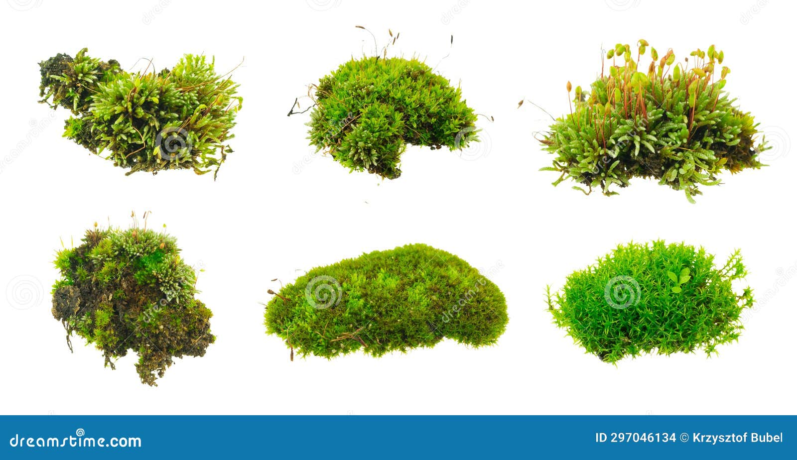 Moss on White Isolated Background Stock Photo - Image of park, grass ...