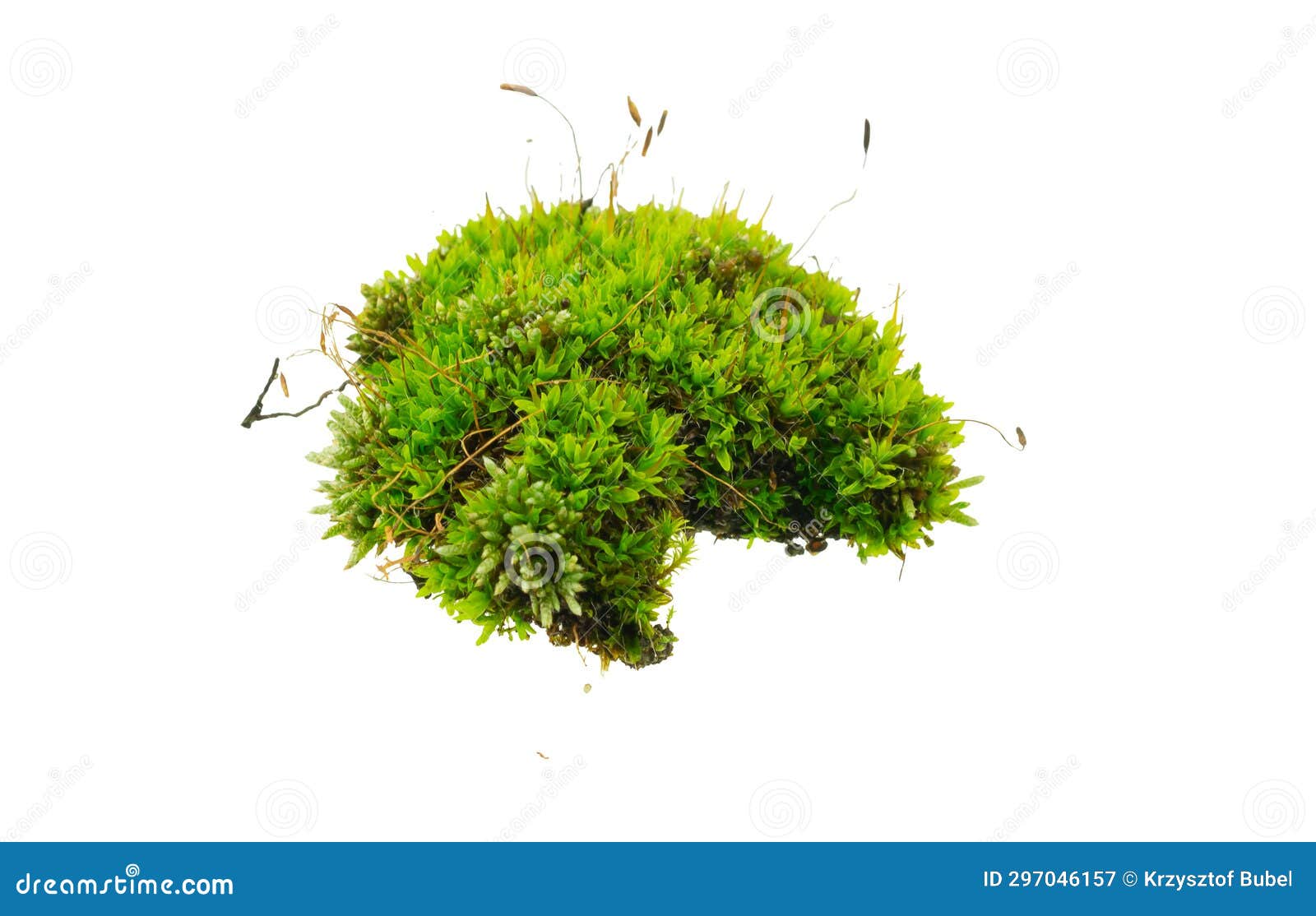 Moss on White Isolated Background Stock Image - Image of wall, mossy ...