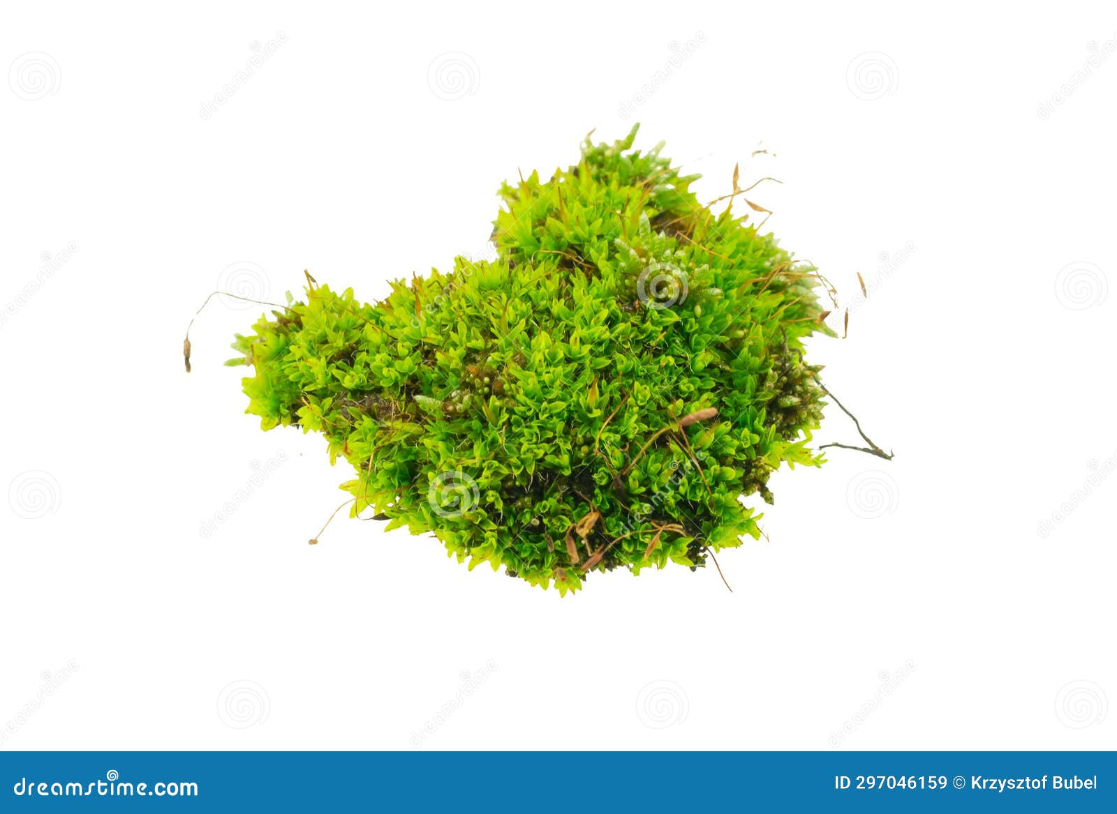 Moss on White Isolated Background Stock Image - Image of natural ...
