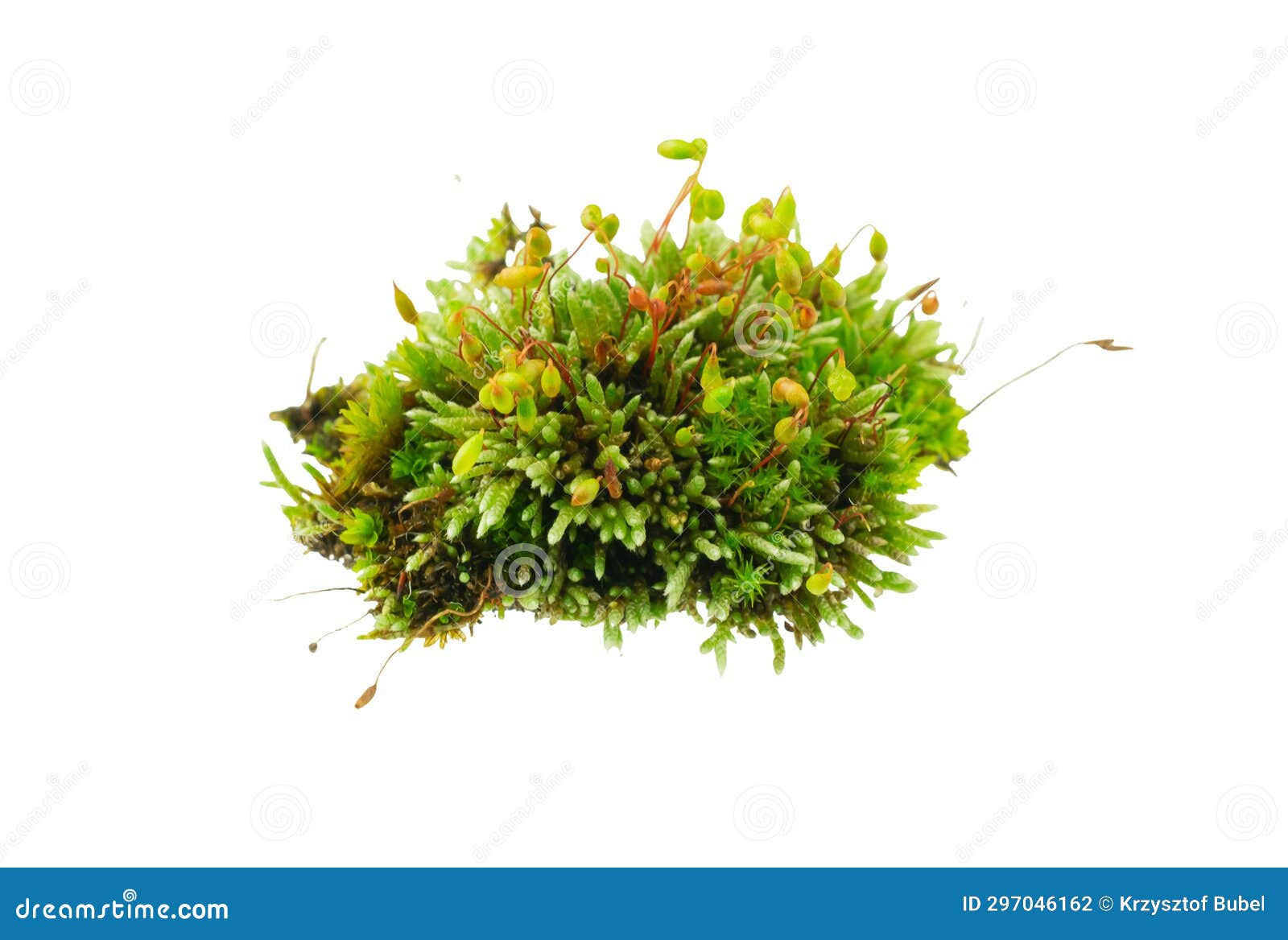 Moss on White Isolated Background Stock Photo - Image of nature, color ...