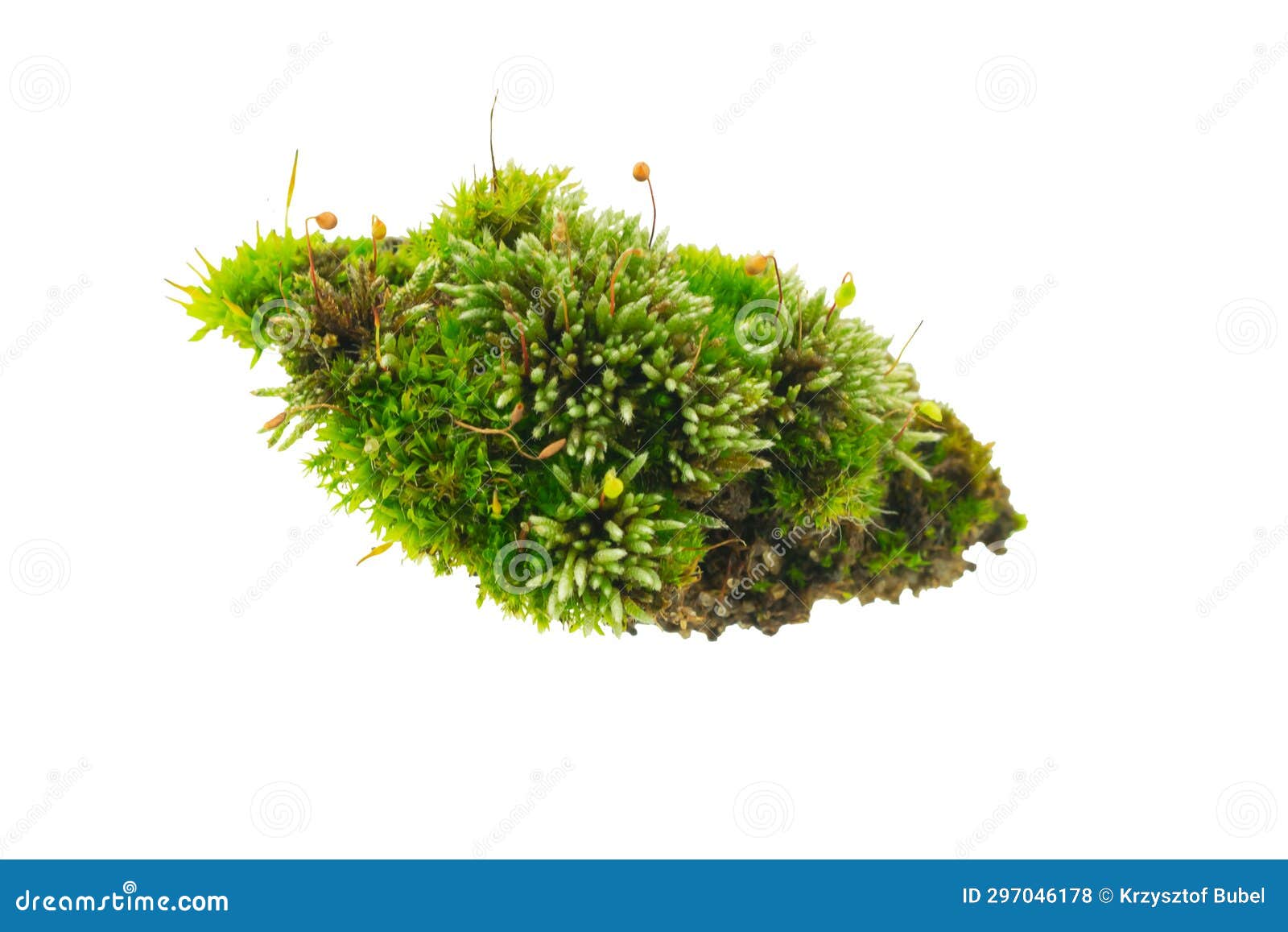Moss on White Isolated Background Stock Photo - Image of plant, outdoor ...