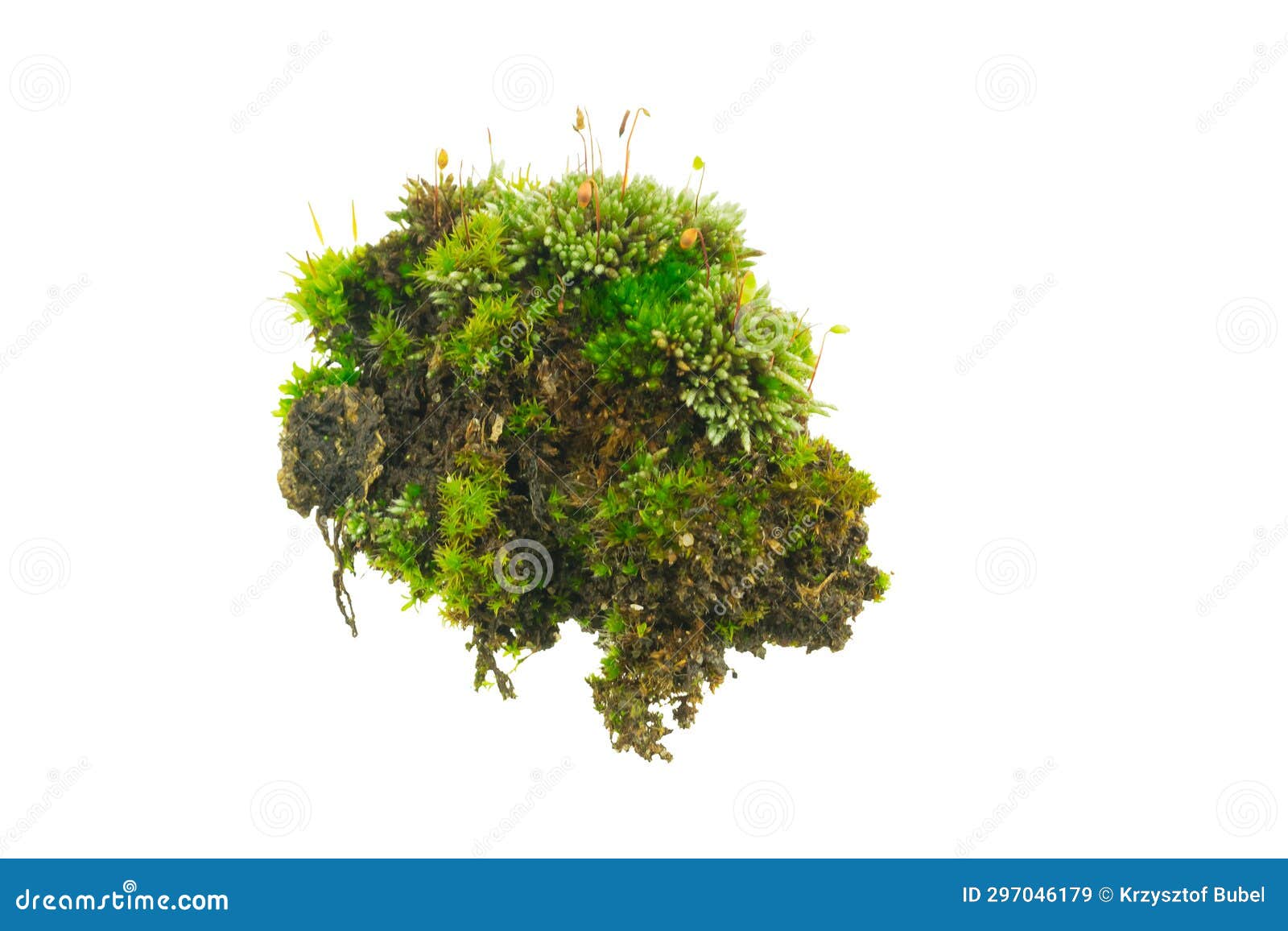Moss on White Isolated Background Stock Image - Image of surface ...