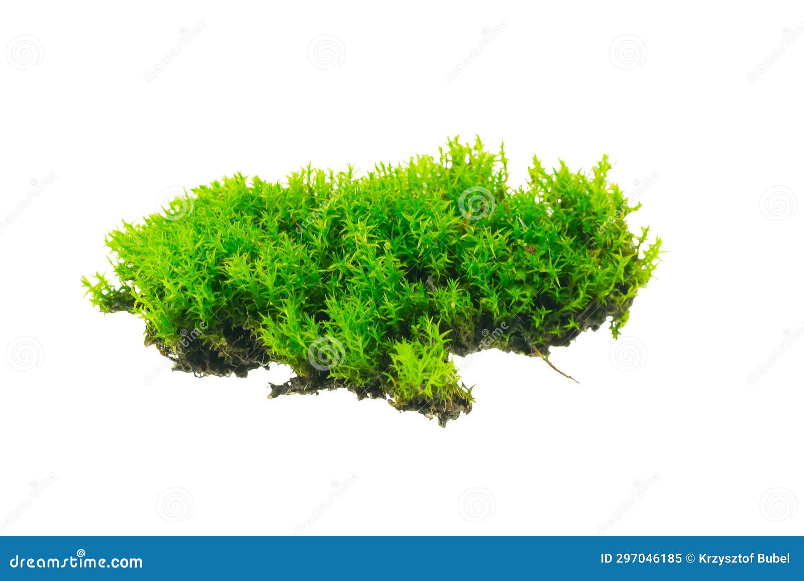 Moss on White Isolated Background Stock Image - Image of leaf, natural ...