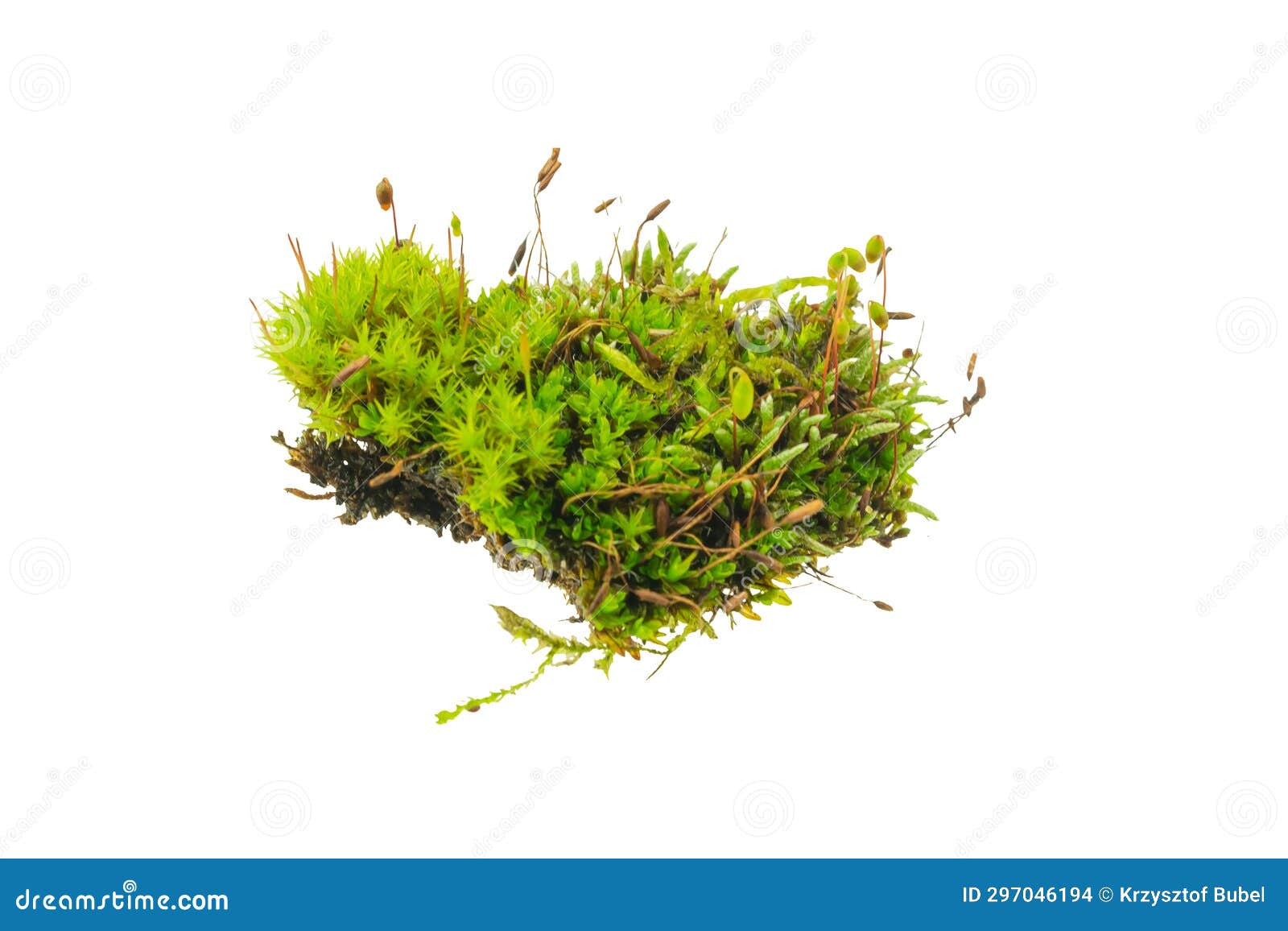 Moss on White Isolated Background Stock Photo - Image of lichen, moss ...