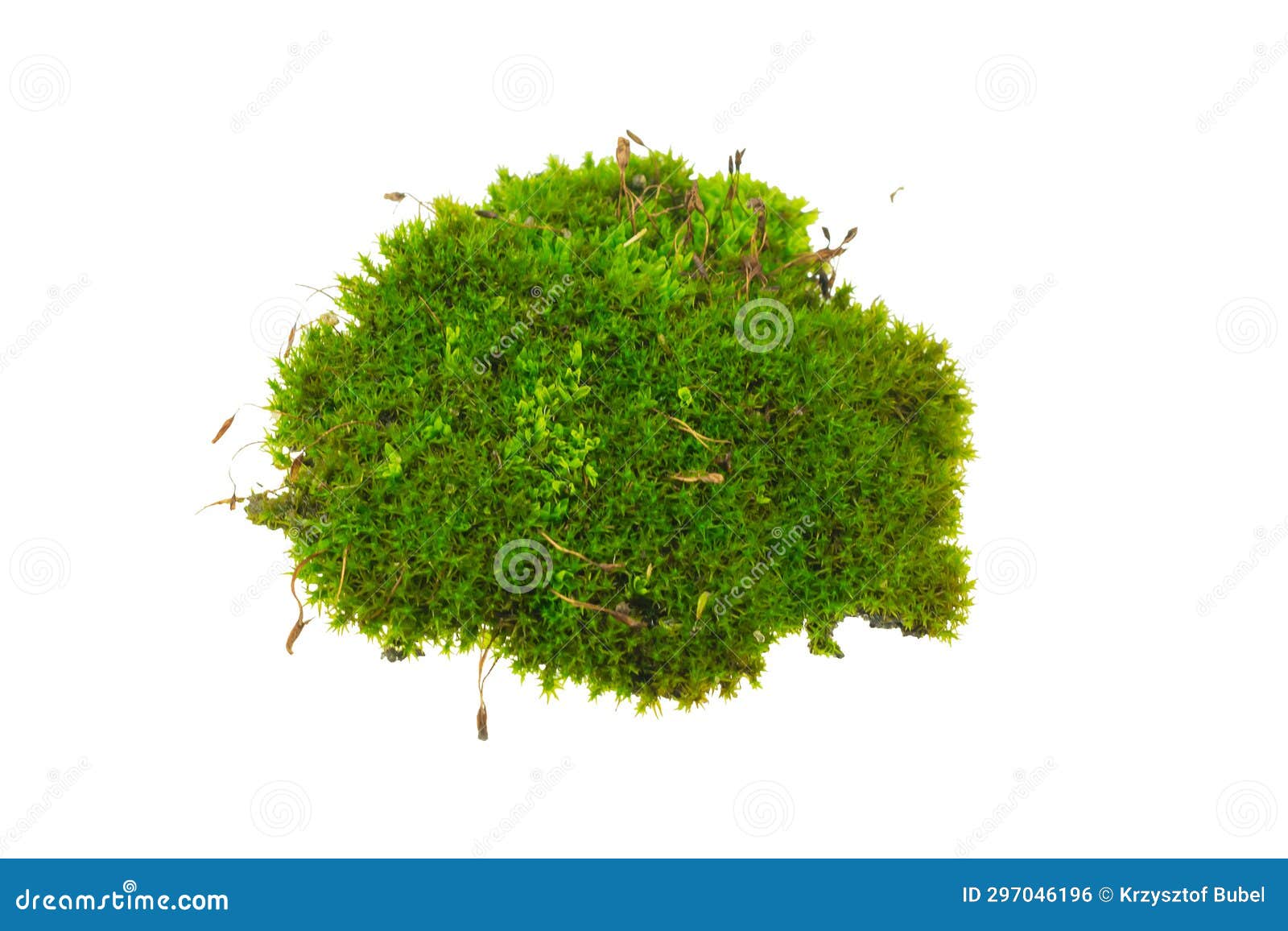 Moss on White Isolated Background Stock Photo - Image of detail ...