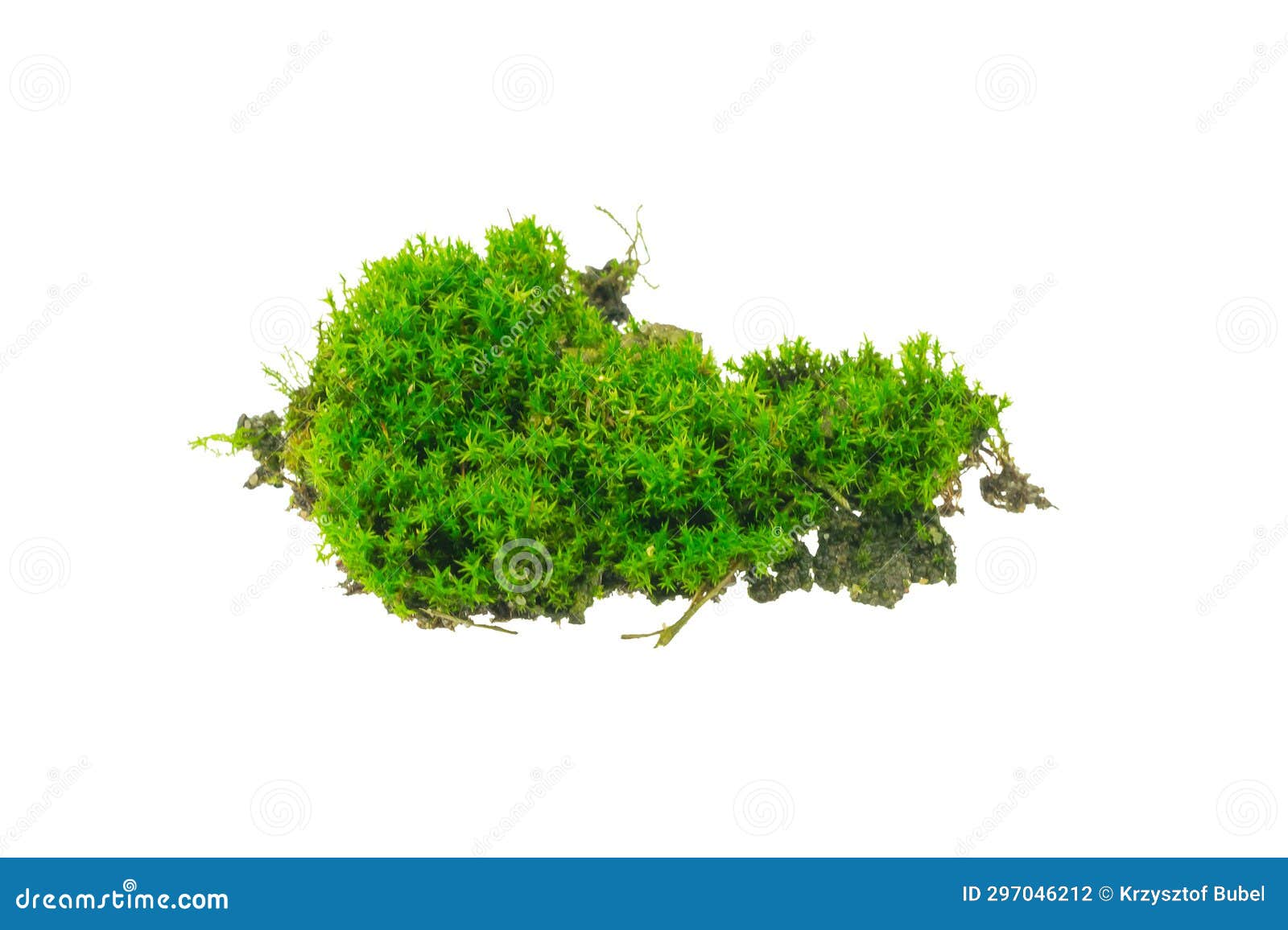 Moss on White Isolated Background Stock Photo - Image of fresh, lichen ...