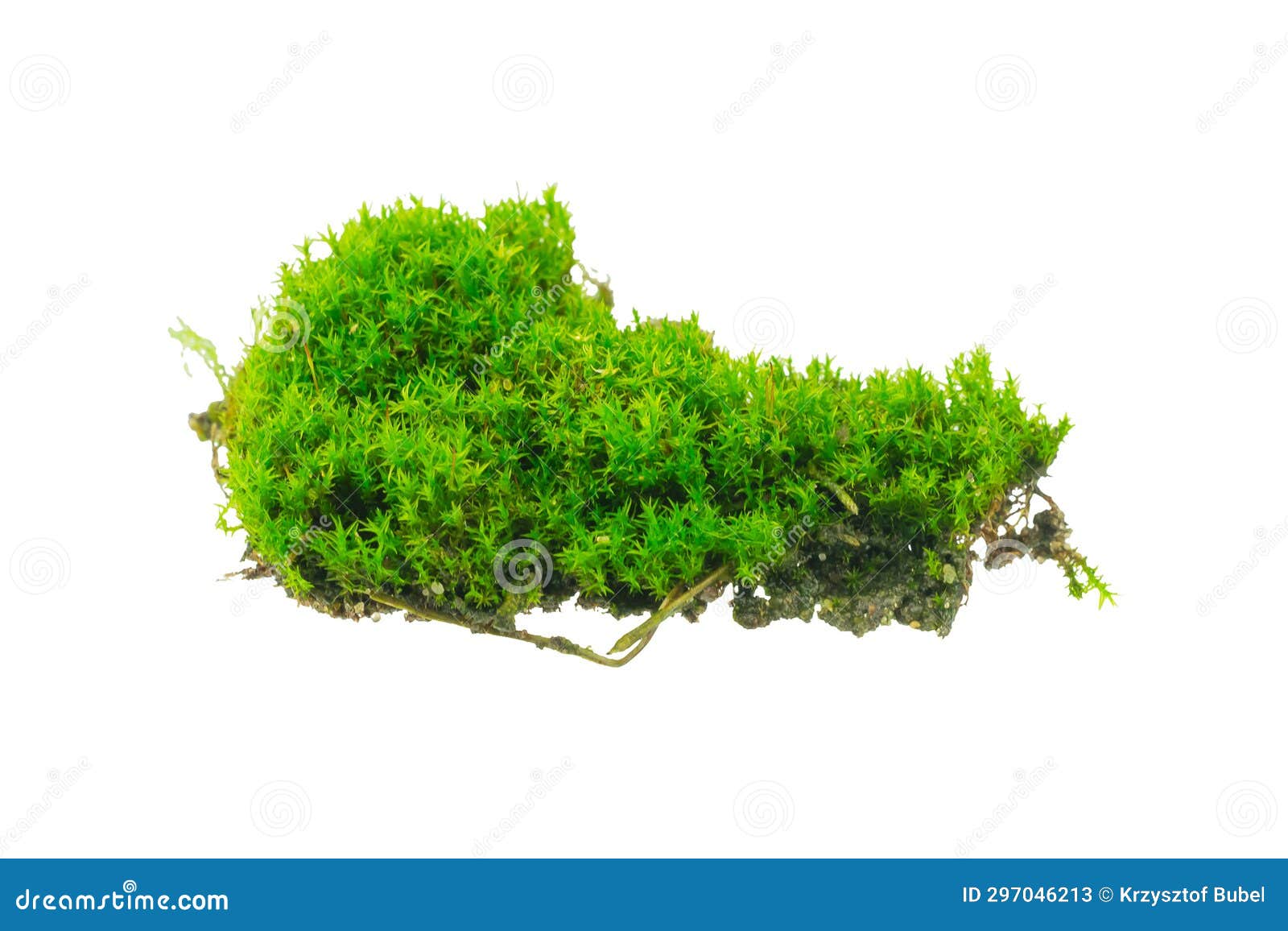 Moss on White Isolated Background Stock Image - Image of background ...