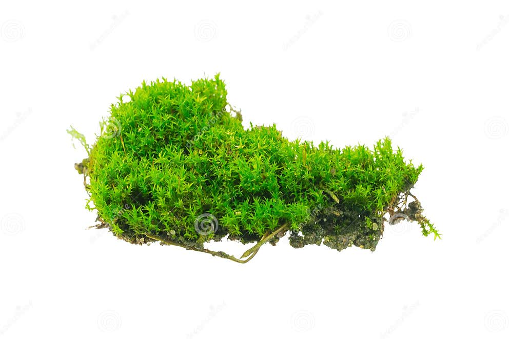 Moss on White Isolated Background Stock Image - Image of background ...