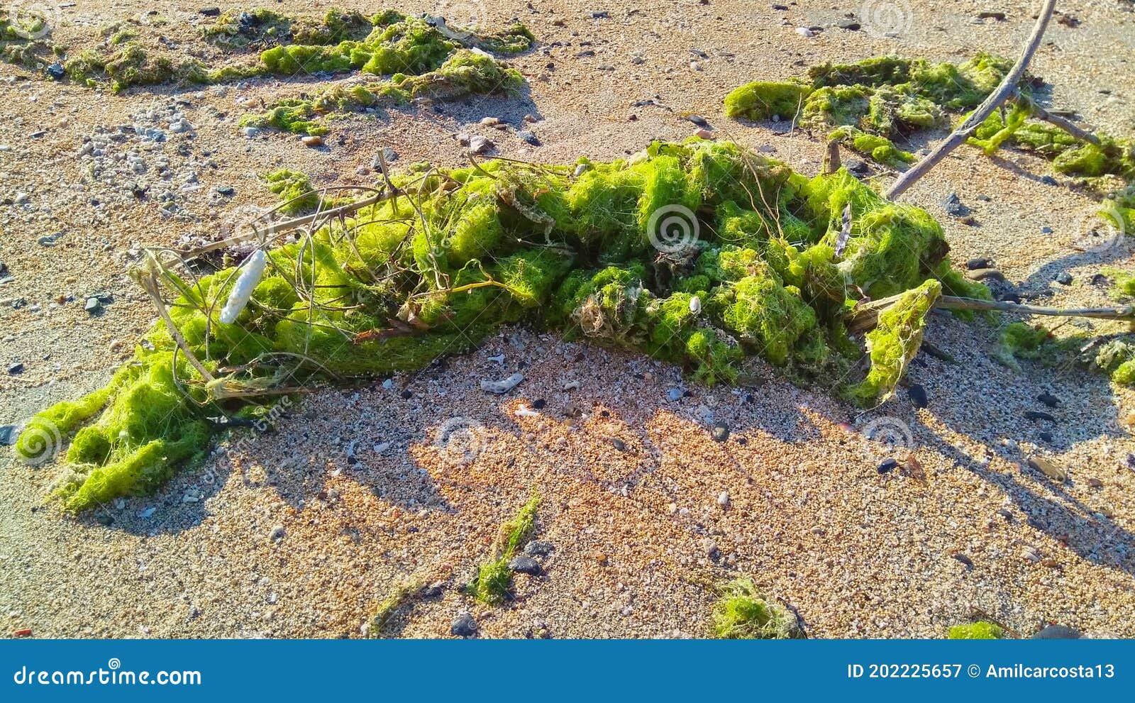 Moss on the White Sand in Beach. Stock Image - Image of green, white ...