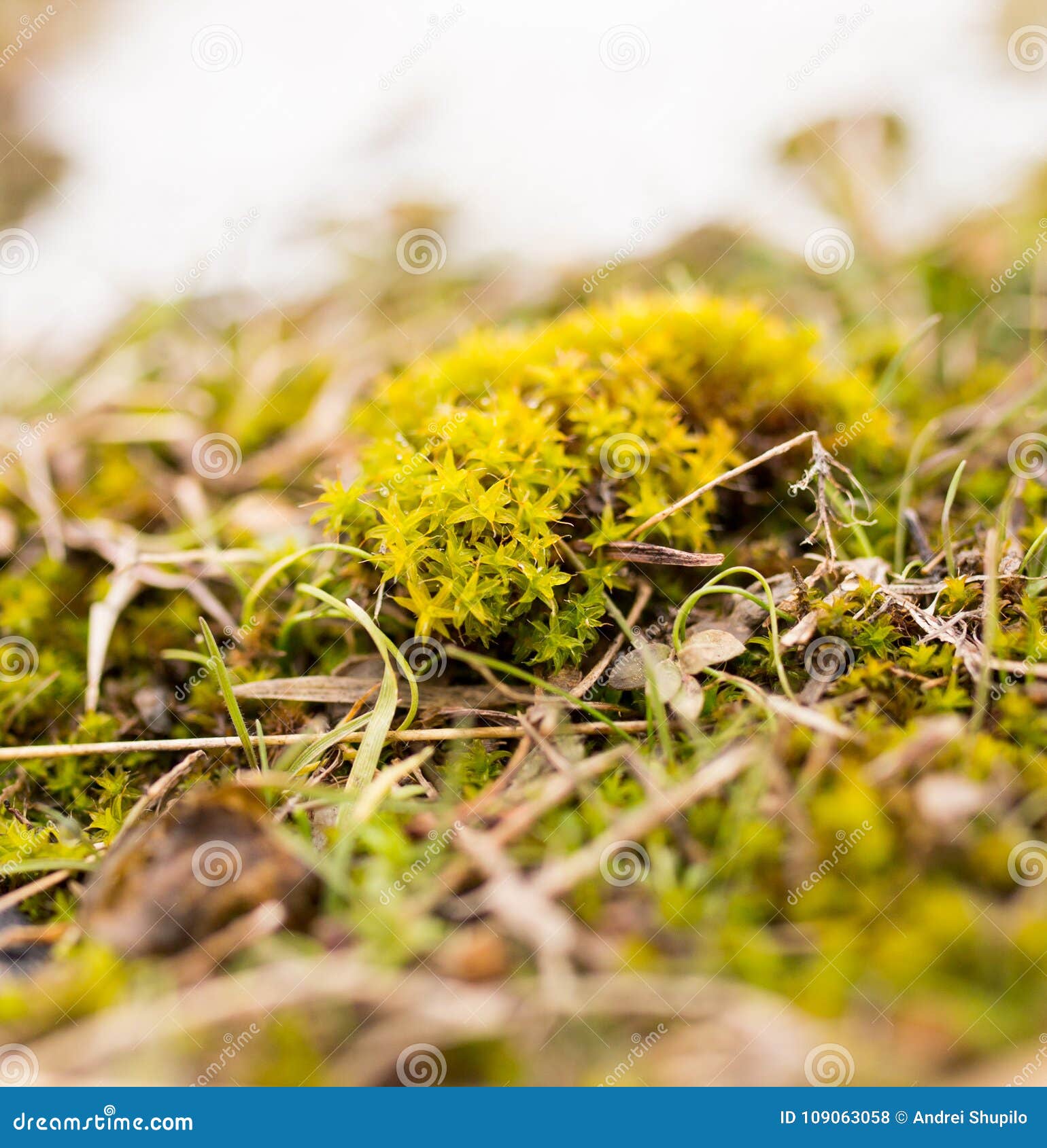 Moss in the Winter in Nature. Macro Stock Photo - Image of green, bokeh ...
