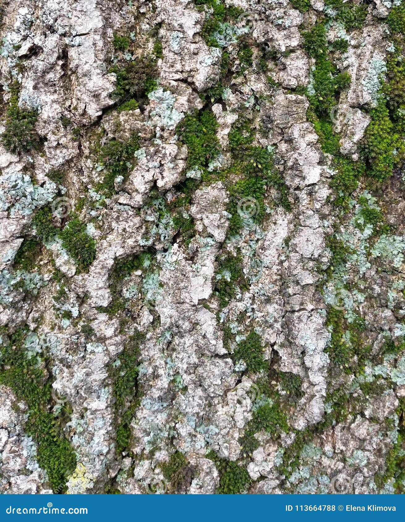 Moss Wood Bark Tree Texture Stock Photo - Image of texture, bark: 113664788