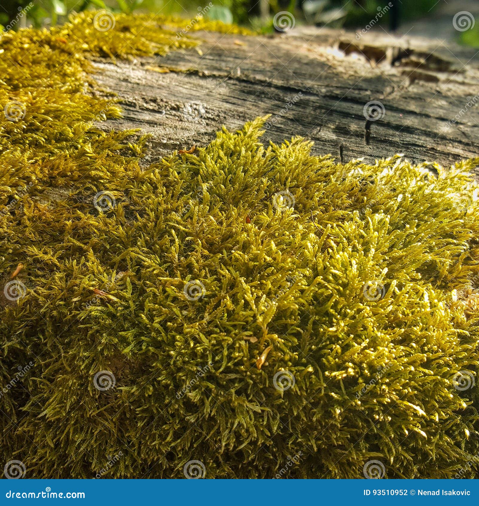 Moss on wood stock photo. Image of natural, nature, beautiful - 93510952