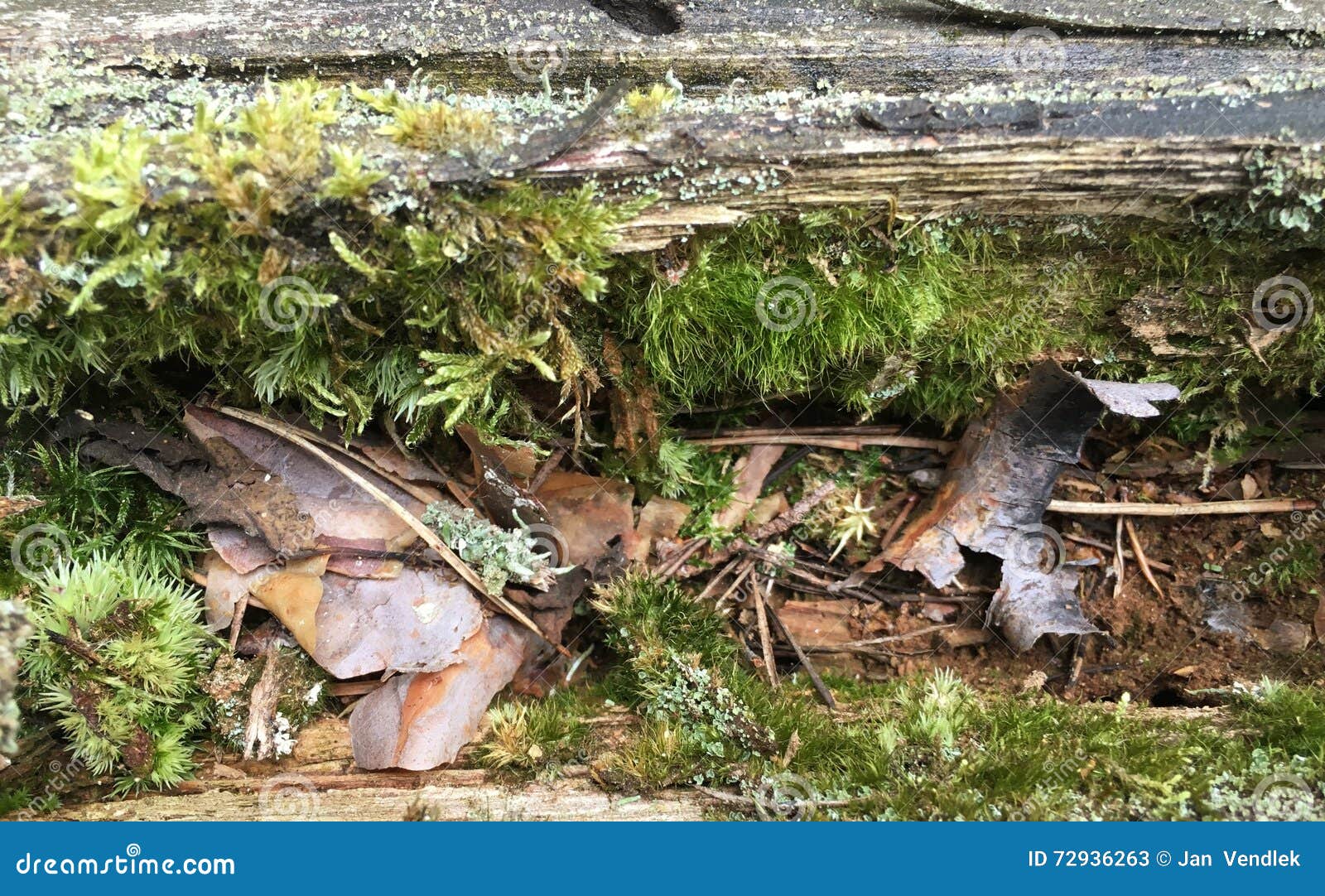 Moss on wood stock image. Image of nature, sunny, garden - 72936263