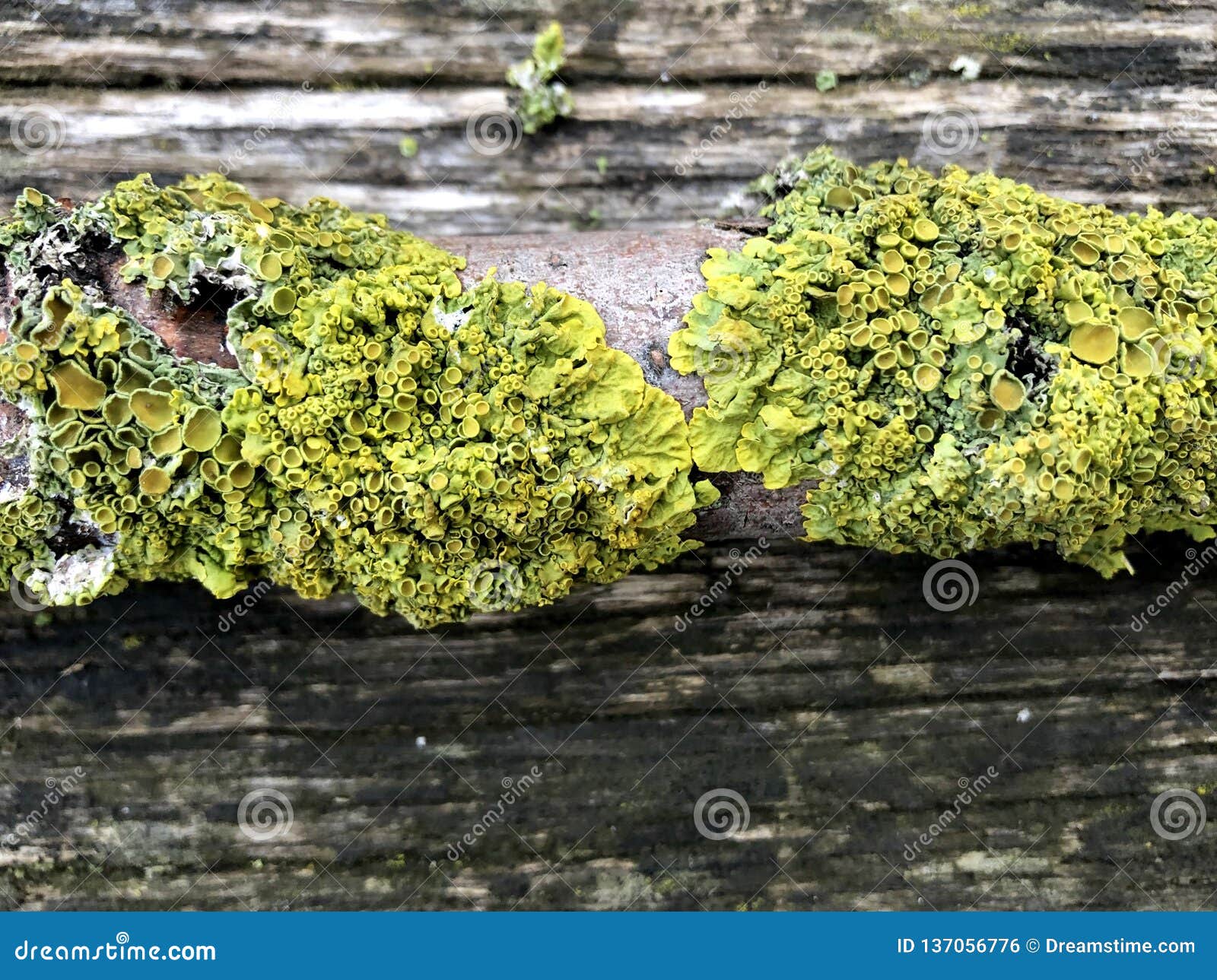 Moss on the wood stock photo. Image of wood, growing - 137056776