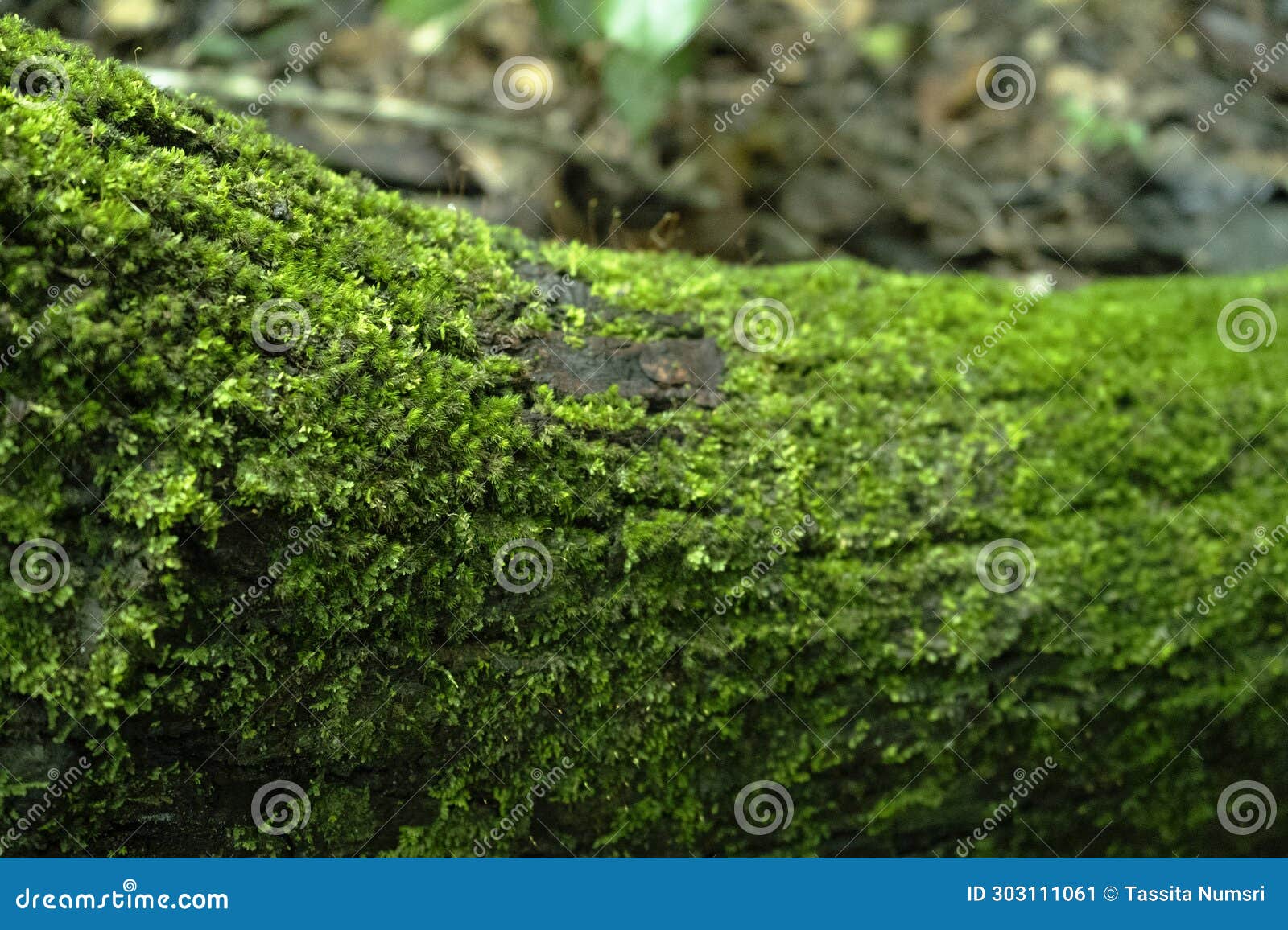 Moss on Wood. Nature Background Stock Image - Image of travel, park ...