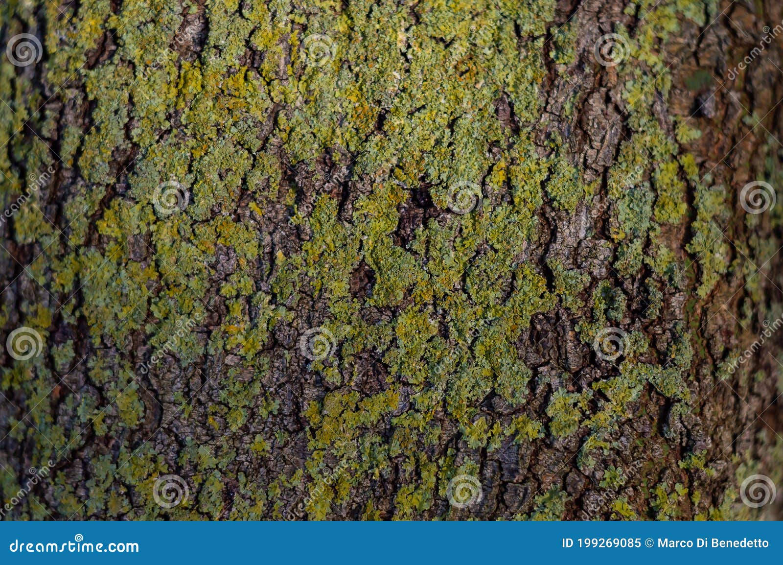Moss on wood texture stock image. Image of bark, outdoor - 199269085