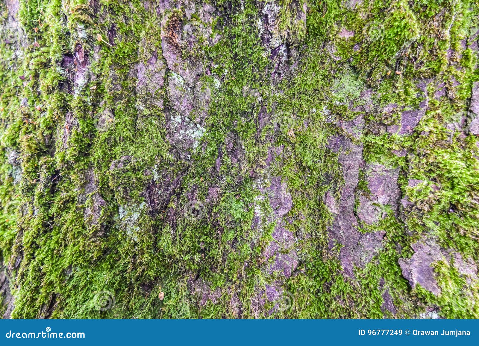 Moss on wood wall texture stock image. Image of white - 96777249