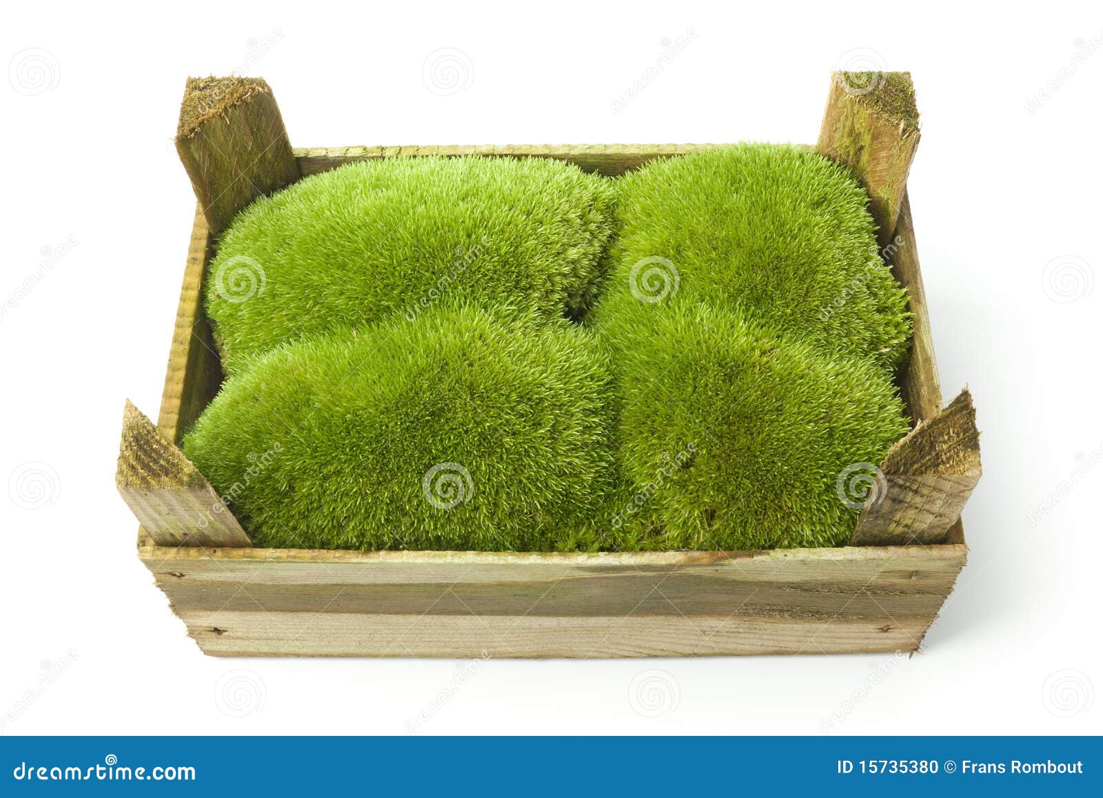 Moss in a wooden box stock photo. Image of leucobryum - 15735380