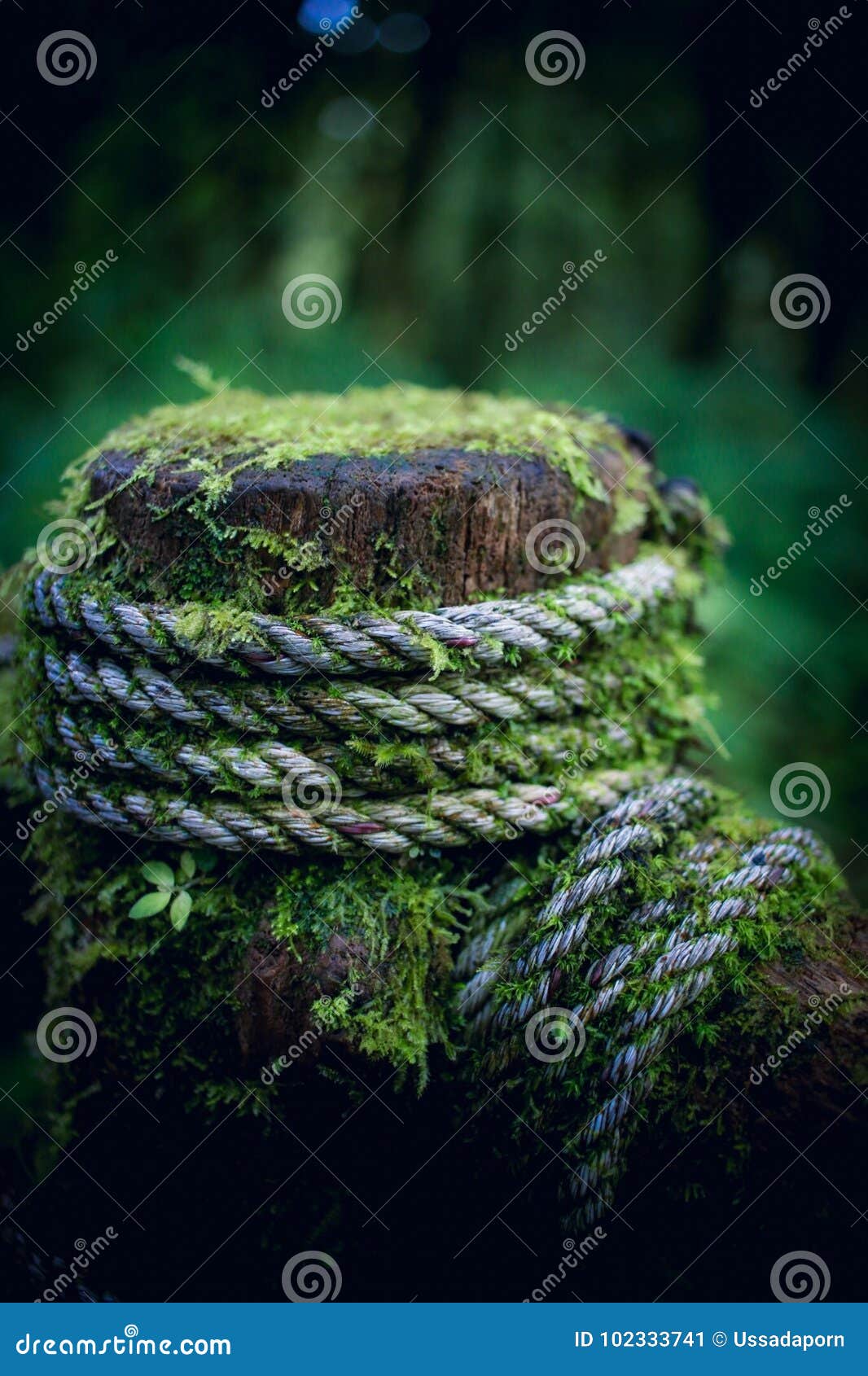Moss on woods and rope stock image. Image of nature - 102333741