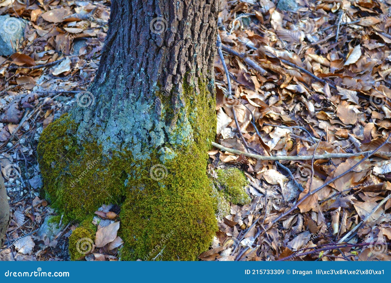 Moss in the Woods in the Shape of Human Buttocks Stock Image - Image of ...
