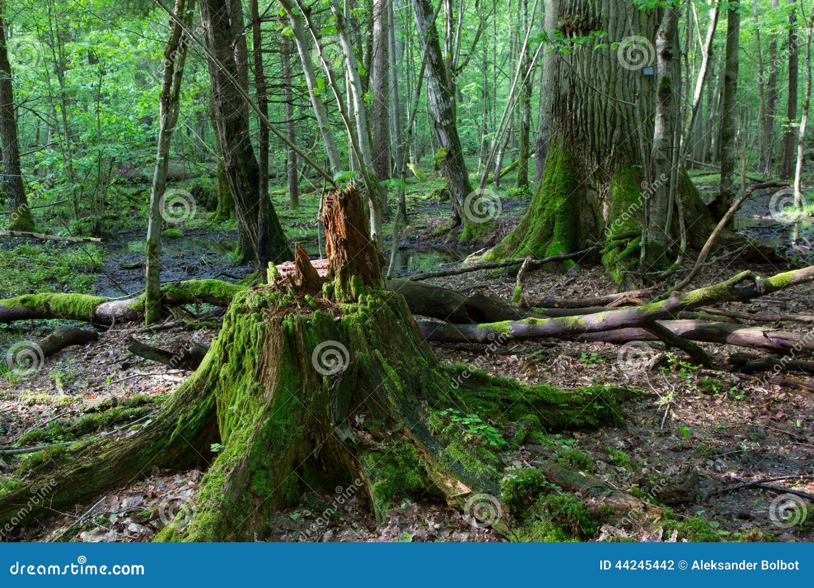Moss Wrapped Oak Tree Stump Stock Photo - Image of mossy, decomposition ...