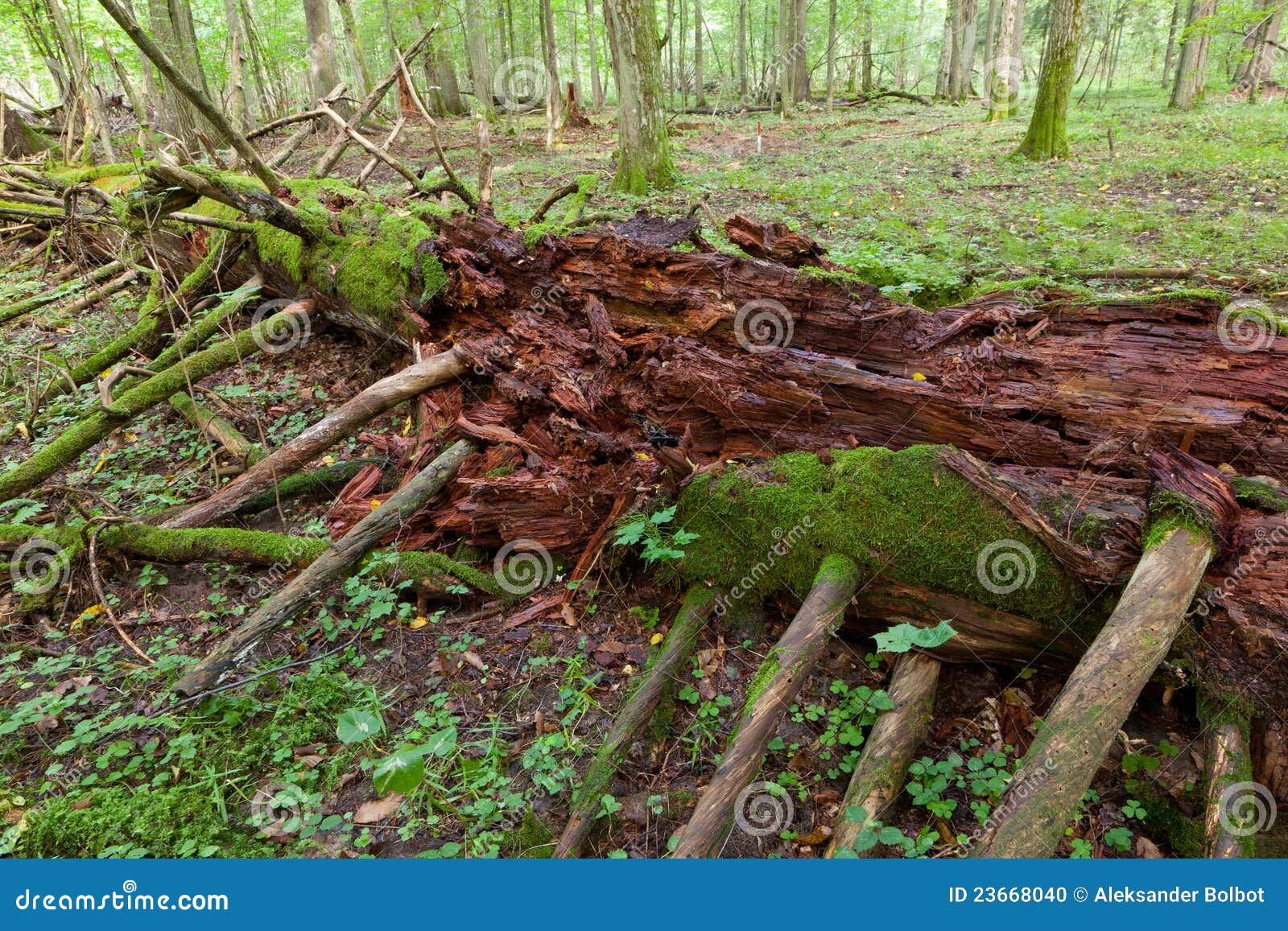Moss Wrapped Part of Broken Tree Lying Stock Photo - Image of mossy ...