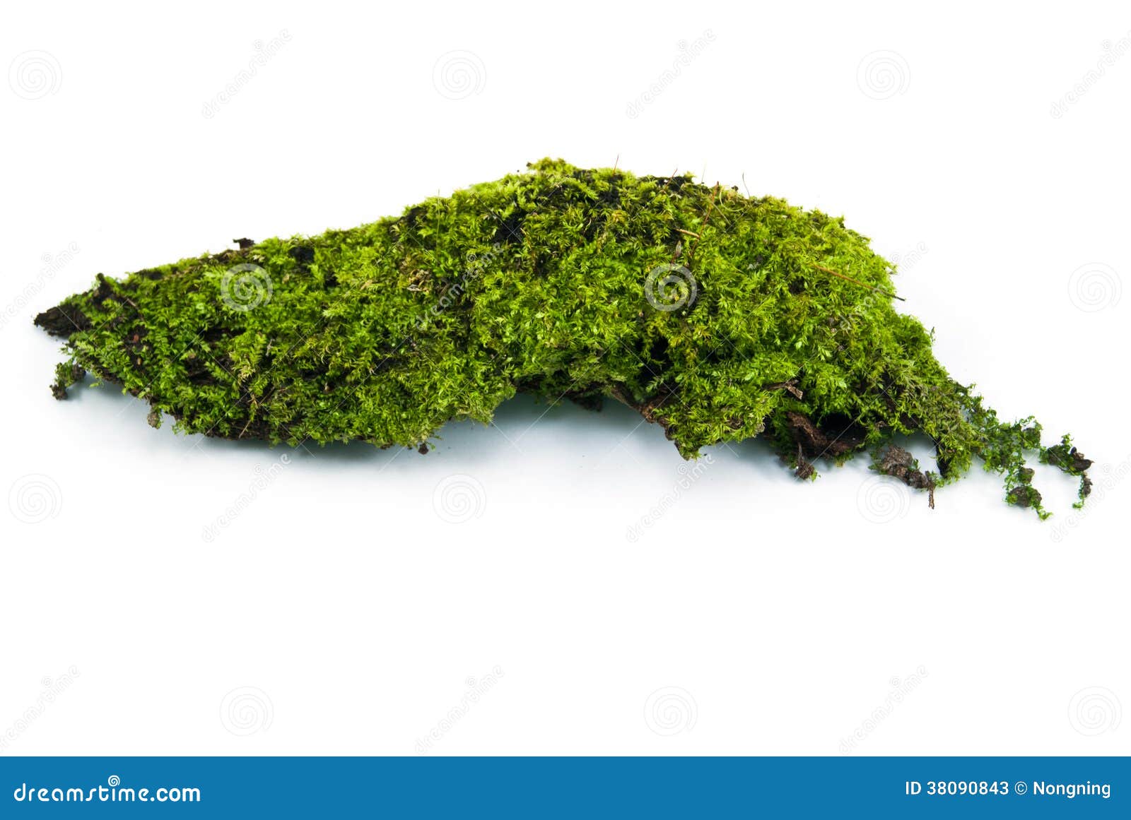 Mossa fotografering för bildbyråer. Bild av smutsa, studio - 38090843