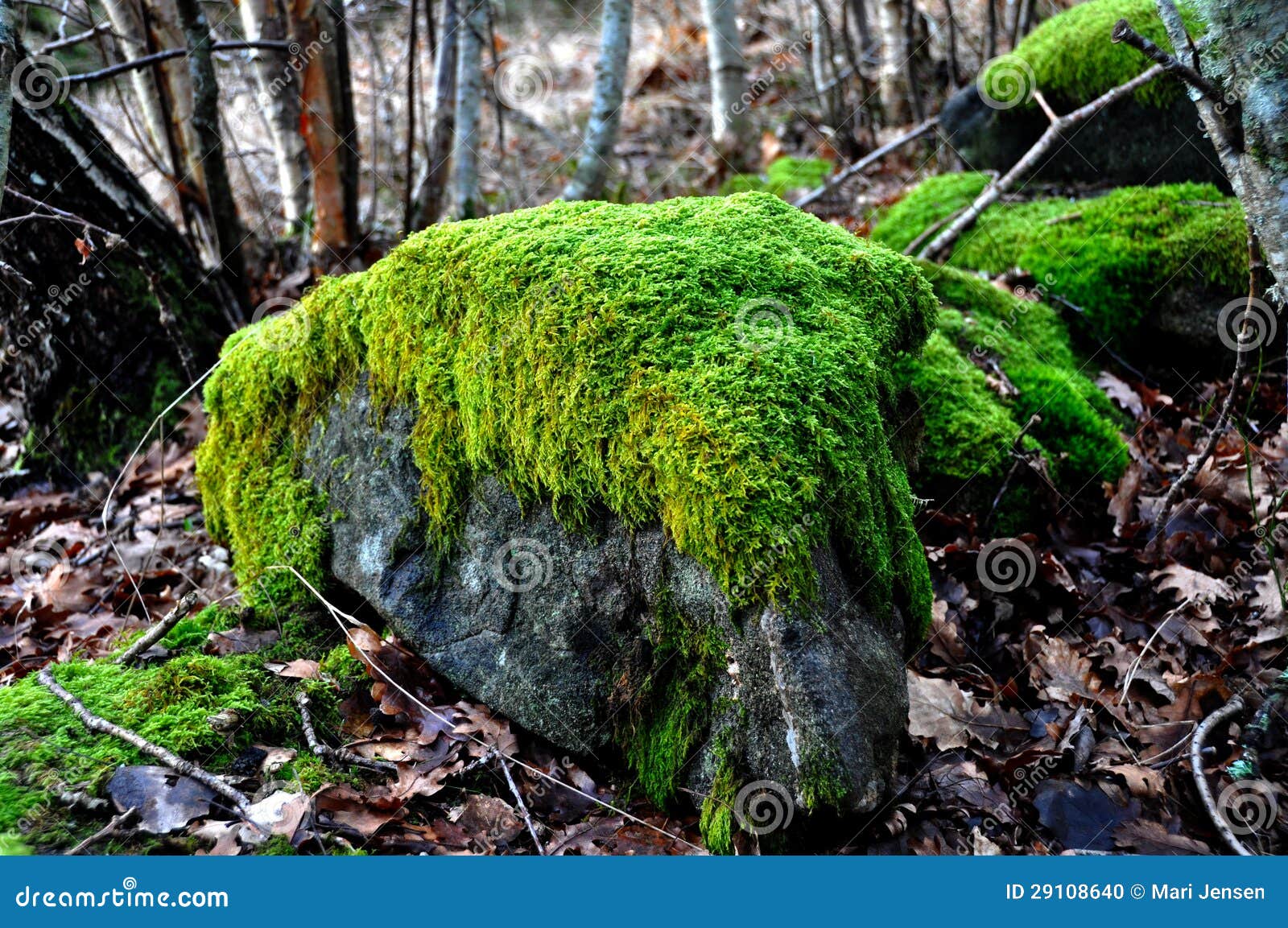 Mossed covered stone stock photo. Image of nature, lush - 29108640