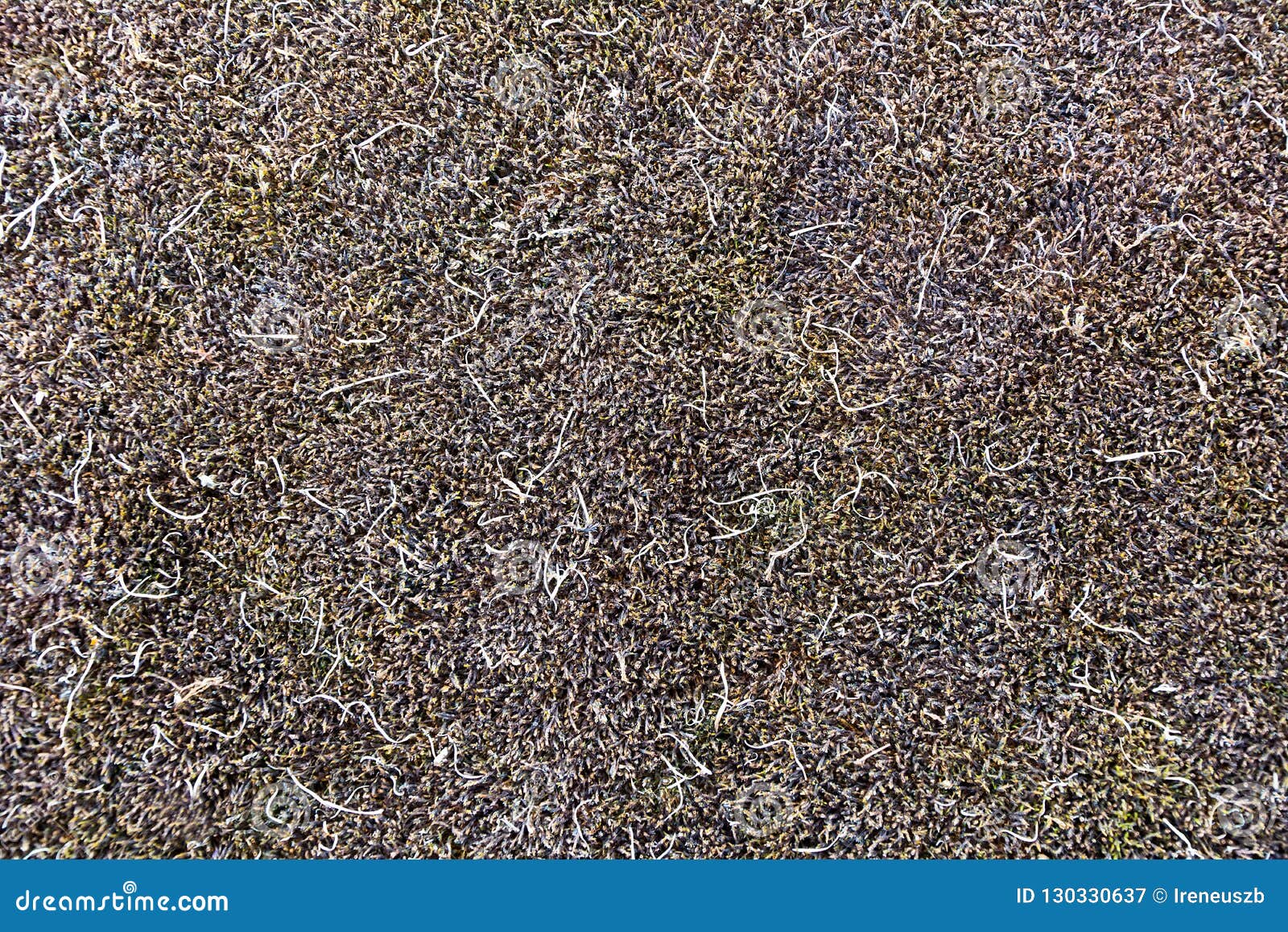 Mossed Moss during Hot Summer. Background Stock Image - Image of land ...