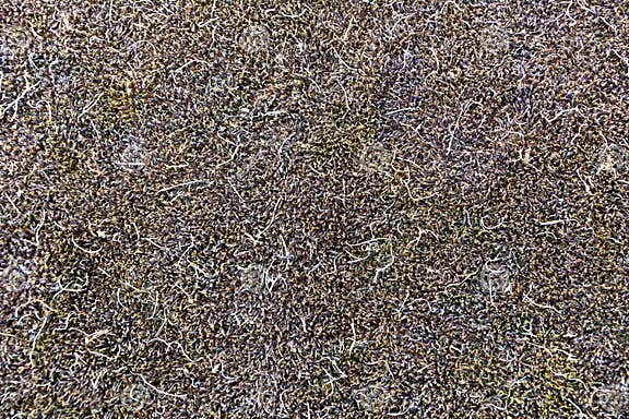 Mossed Moss during Hot Summer. Background Stock Image - Image of land ...