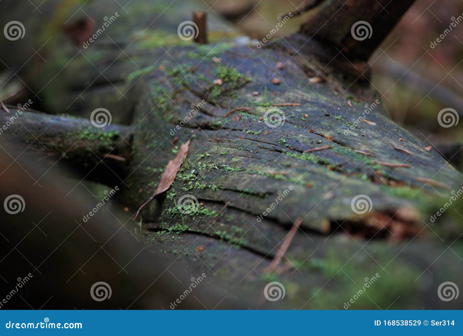 Mossed Trees in a Dark Forest Stock Image - Image of field, background: 168538529