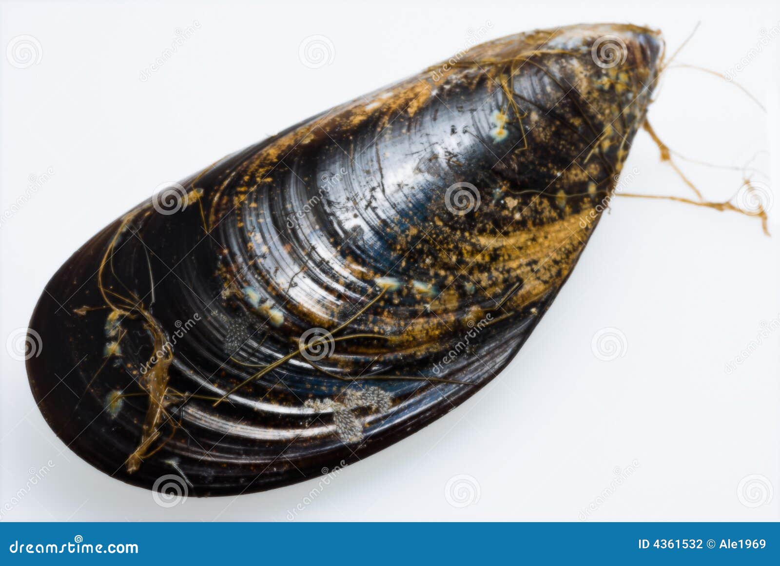 Mossel stock foto. Afbeelding bestaande uit vers, up, ingrediënt - 4361532
