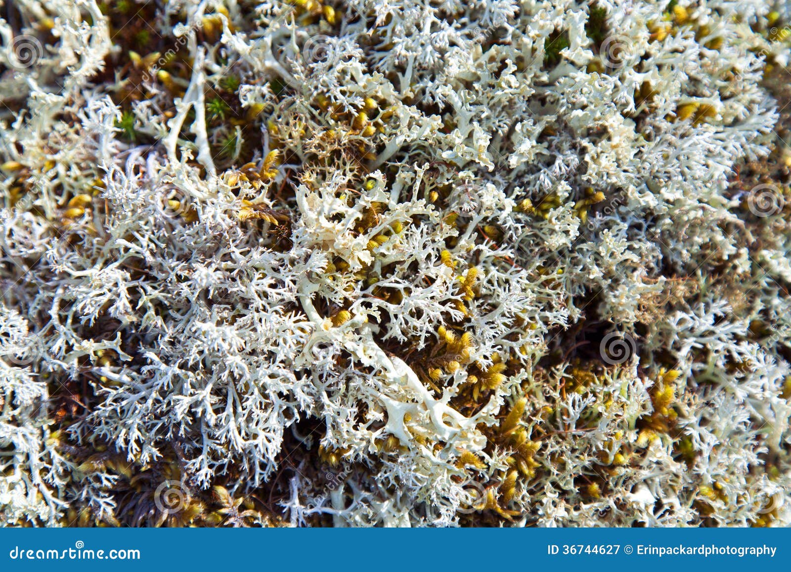 Mossen en Korstmossen stock afbeelding. Image of mongolië - 36744627