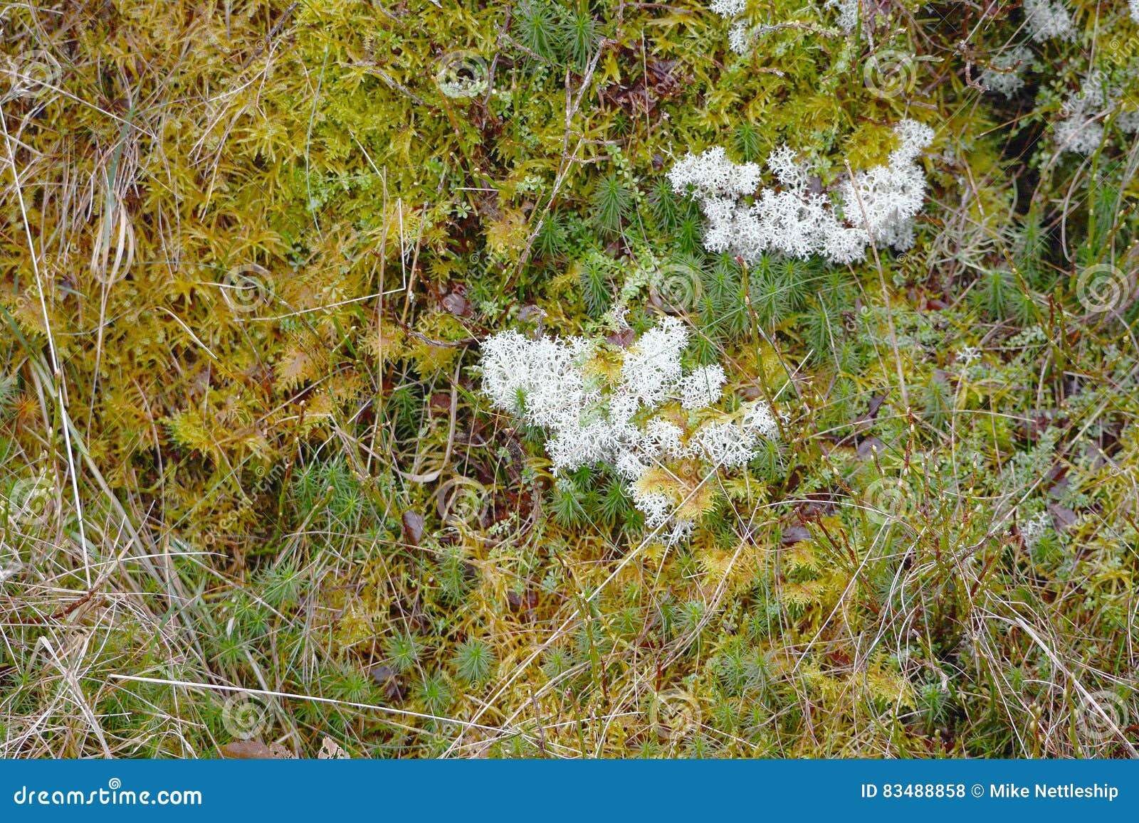 Mossen en korstmossen stock foto. Image of groen, korstmossen - 83488858