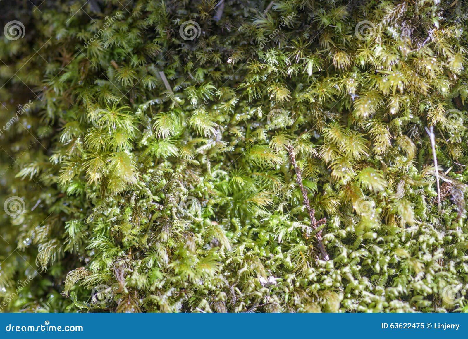 Mossen En Korstmossen in Bos Stock Afbeelding - Image of pluizig, vloer ...