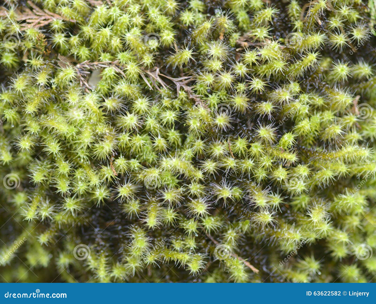 Mossen En Korstmossen in Bos Stock Foto - Image of nave, sluit: 63622582