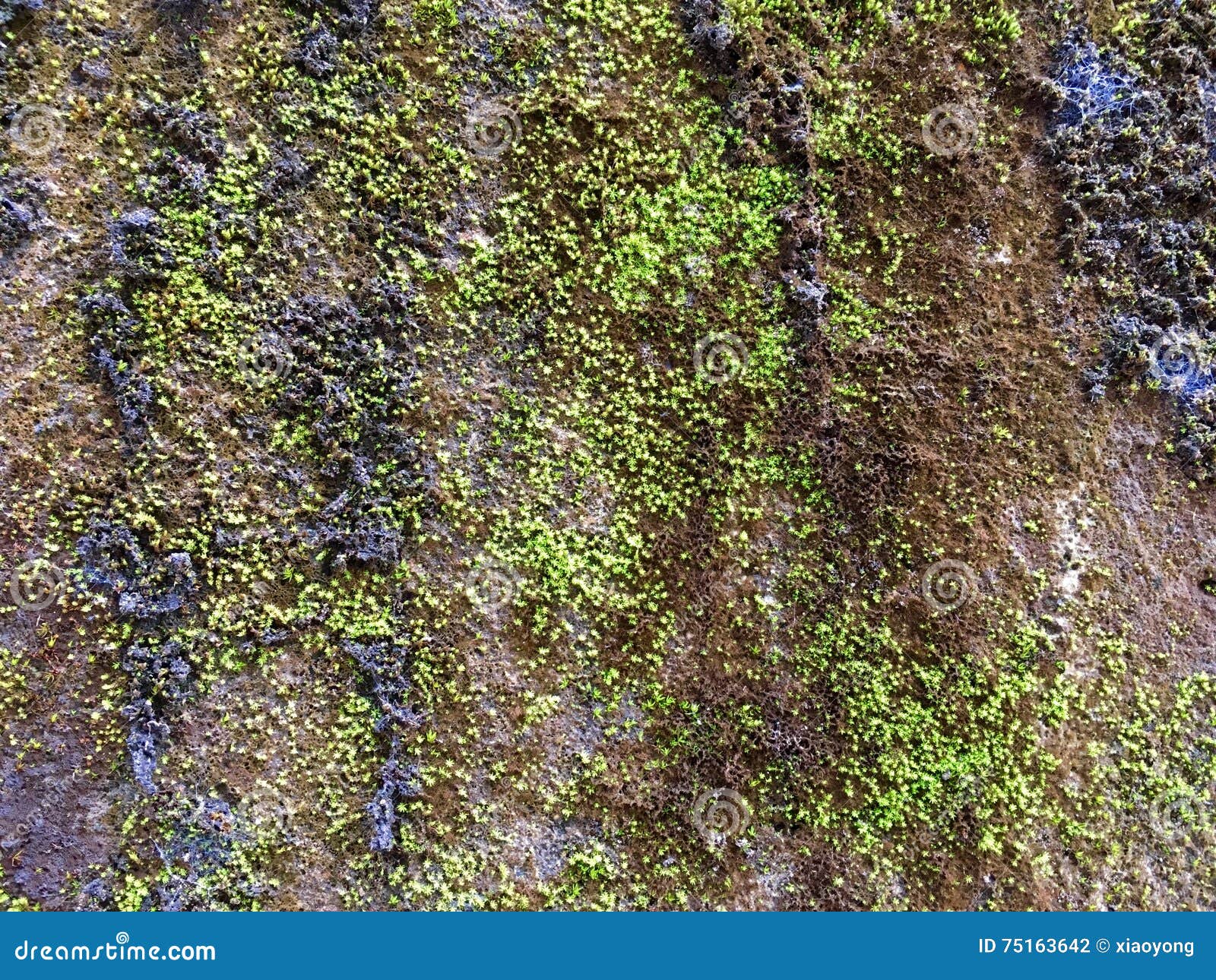 Mossen op muur stock foto. Image of mossen, groei, muur - 75163642