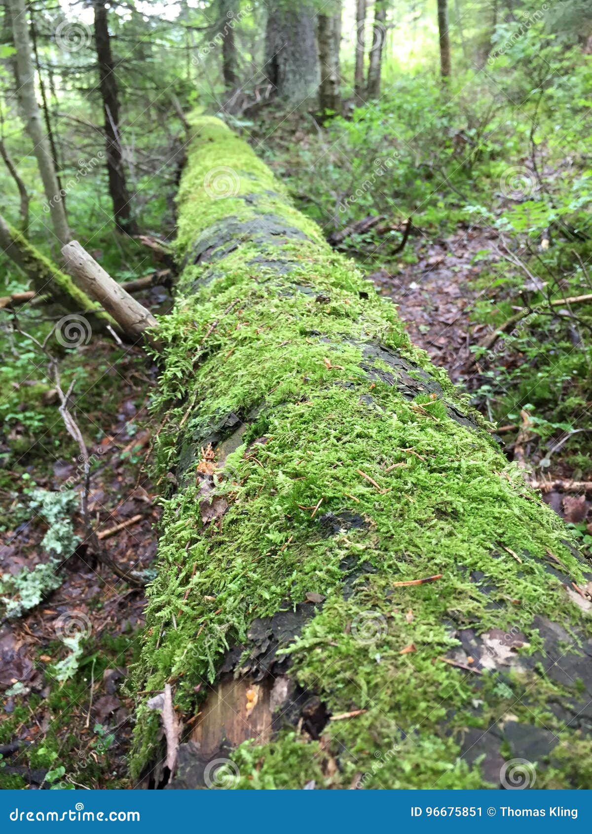 Mosses Along the Entire Tree. Stock Image - Image of sweden, prosperous ...