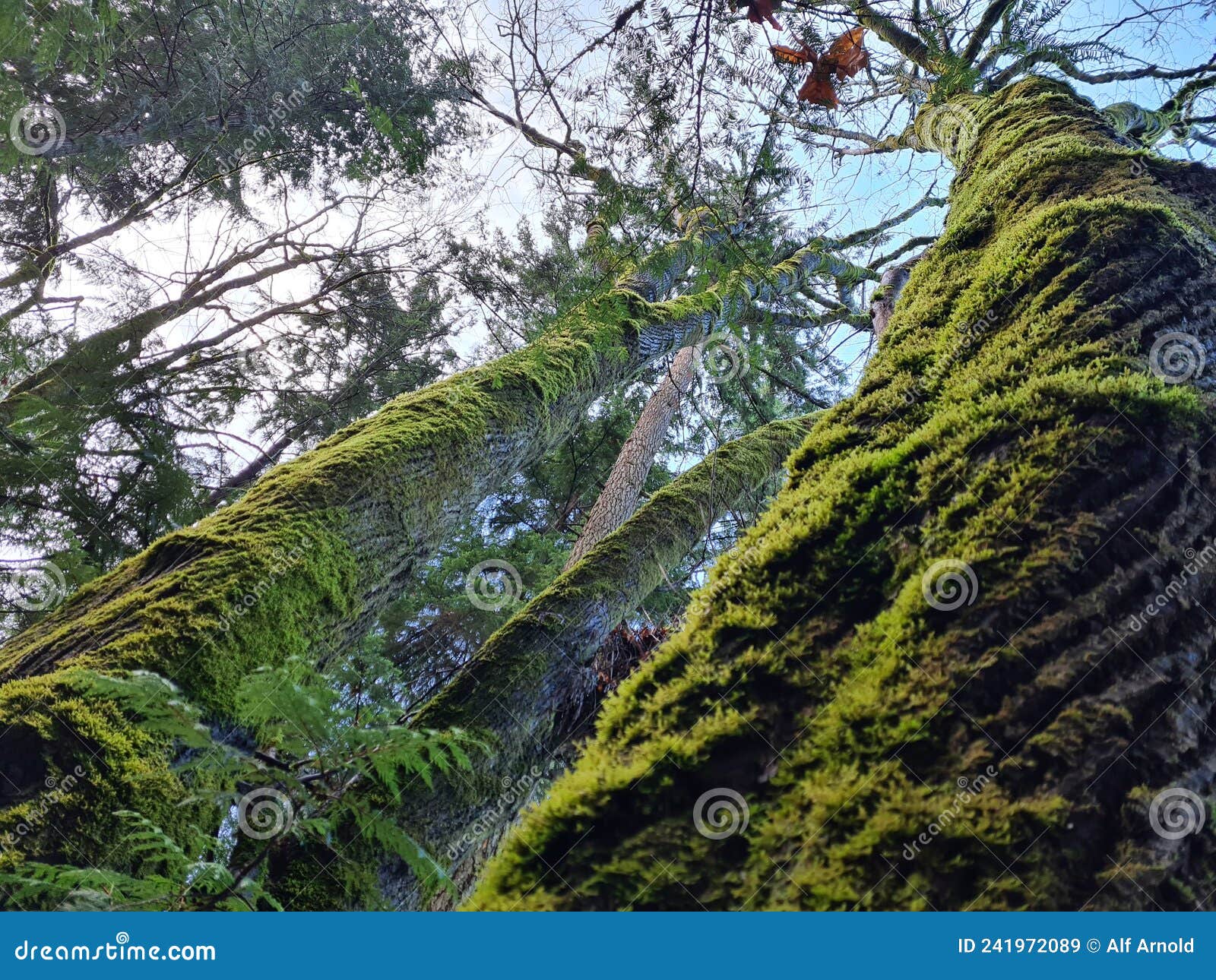 Cedar Trees with Moss, View To Sky Stock Image - Image of jungle ...