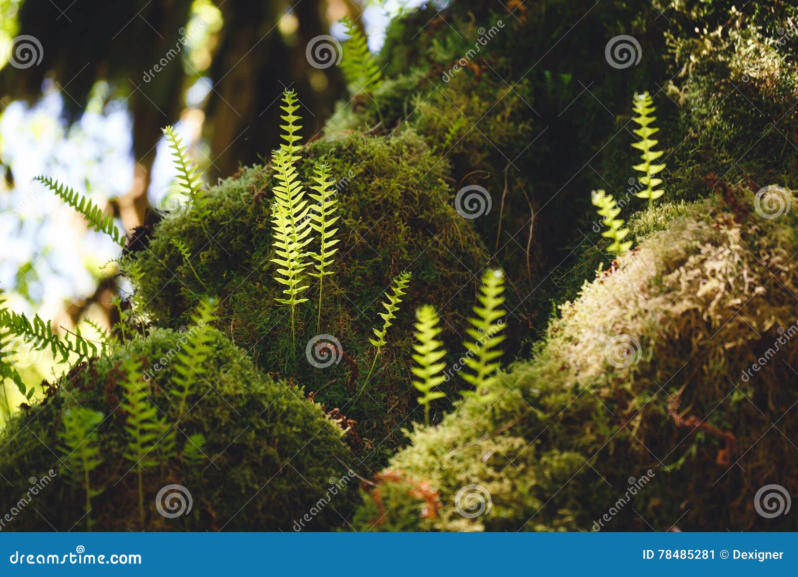 Mosses and Ferns stock image. Image of background, green - 78485281