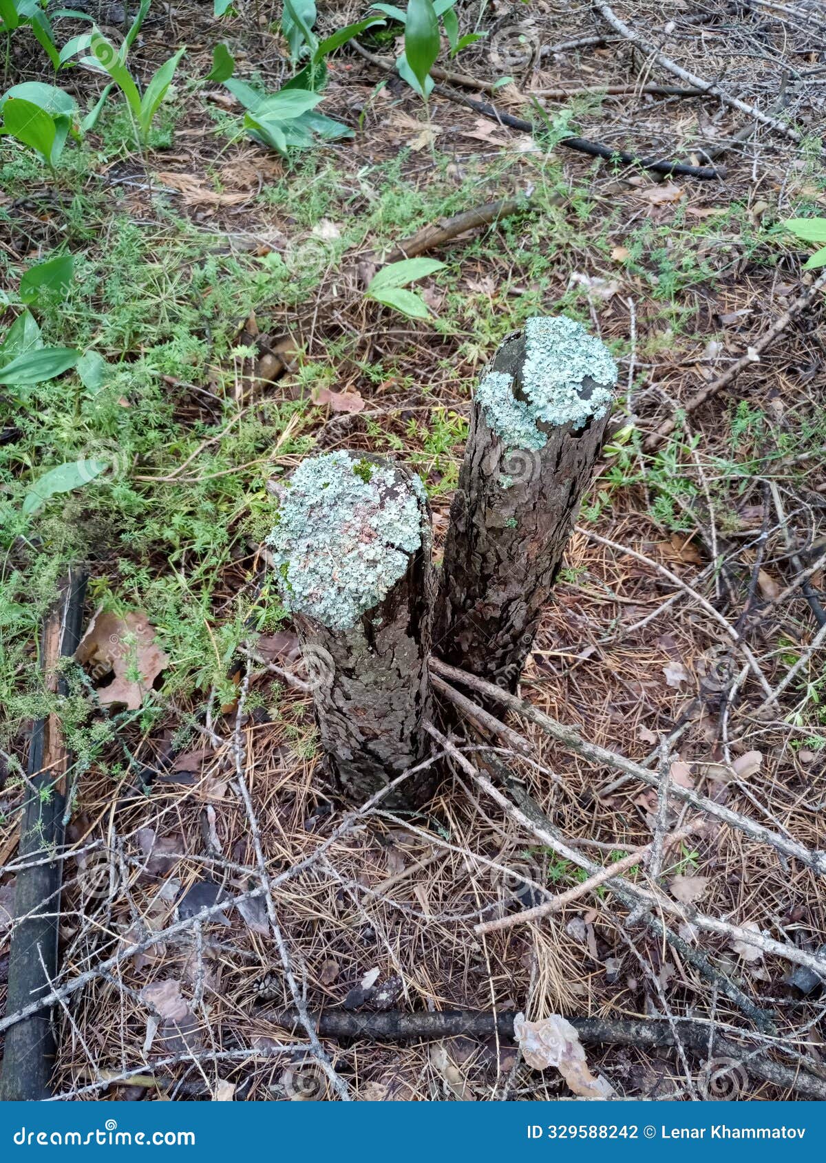 Stumps Tree Background. Cross Section Stumps Tree Background. Stock ...