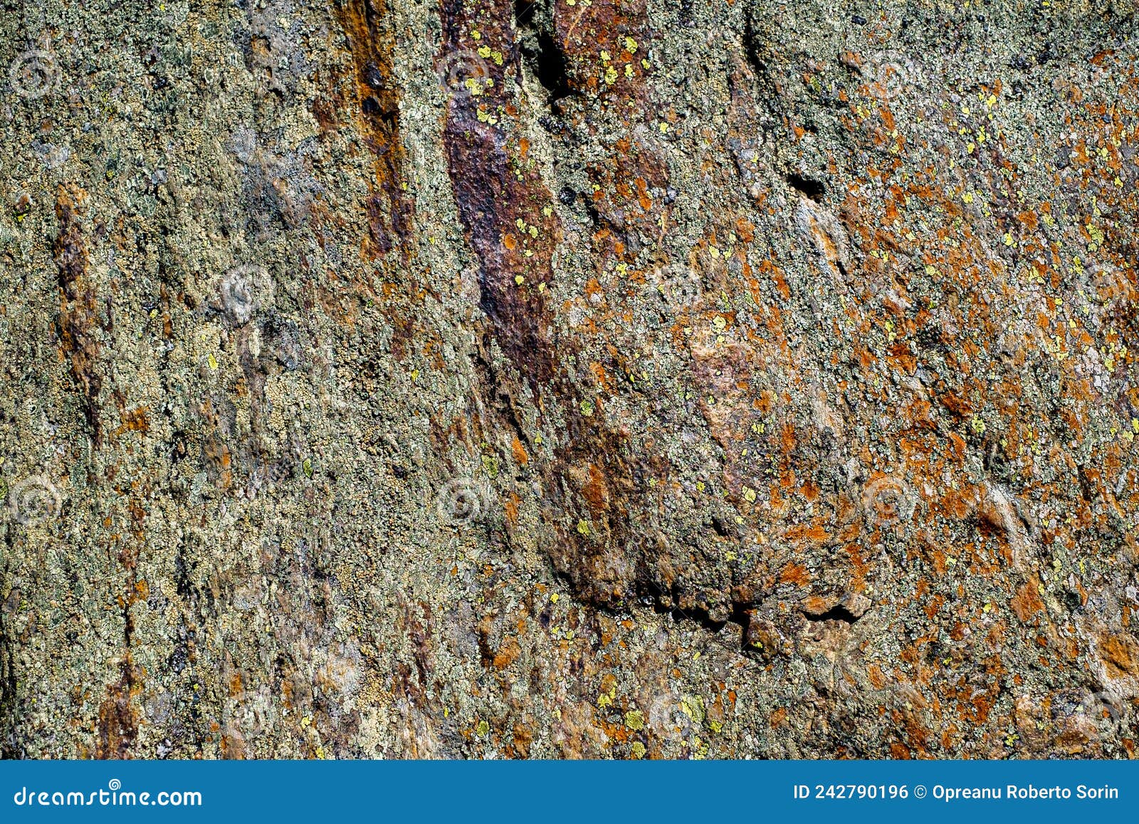 Mosses and Lichens on the Stone Stock Photo - Image of lichens ...
