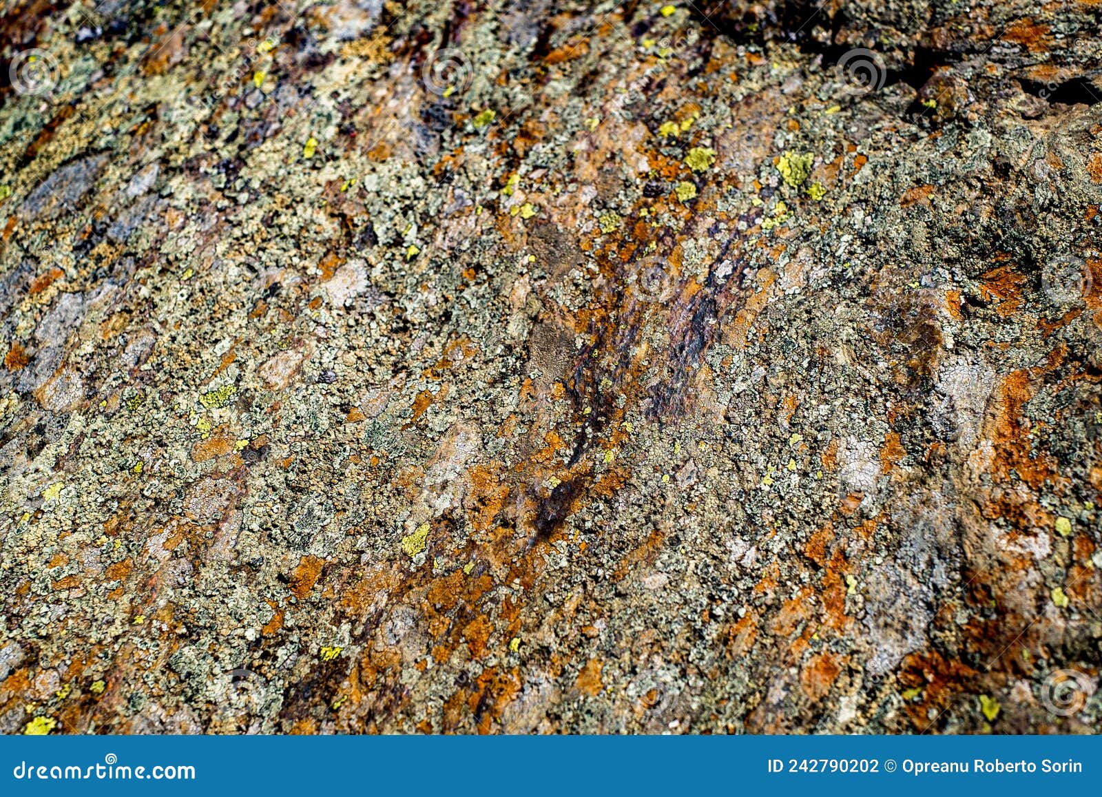 Mosses and Lichens on the Stone Stock Photo - Image of flora, moss ...