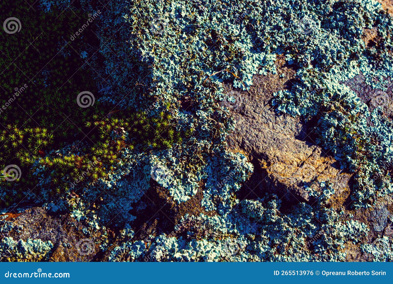 Mosses and Lichens on the Stone Stock Photo - Image of leaf, design ...