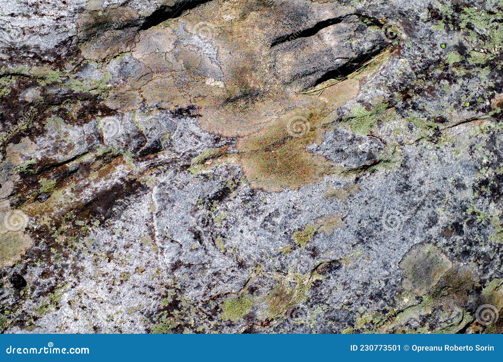 Mosses and Lichens on the Stone Stock Image - Image of park, flora ...